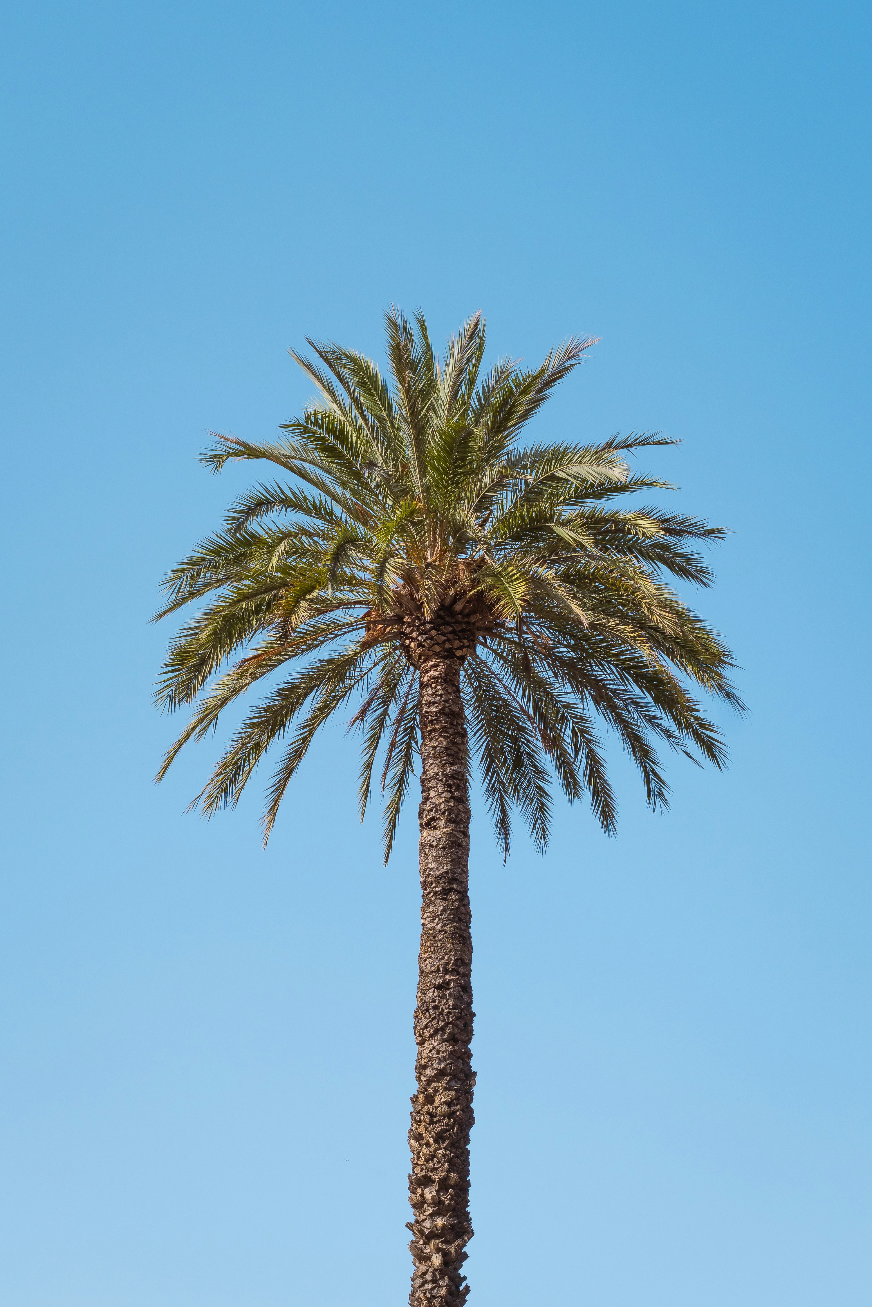 Palm Sentinel Against a Clear Blue Sky