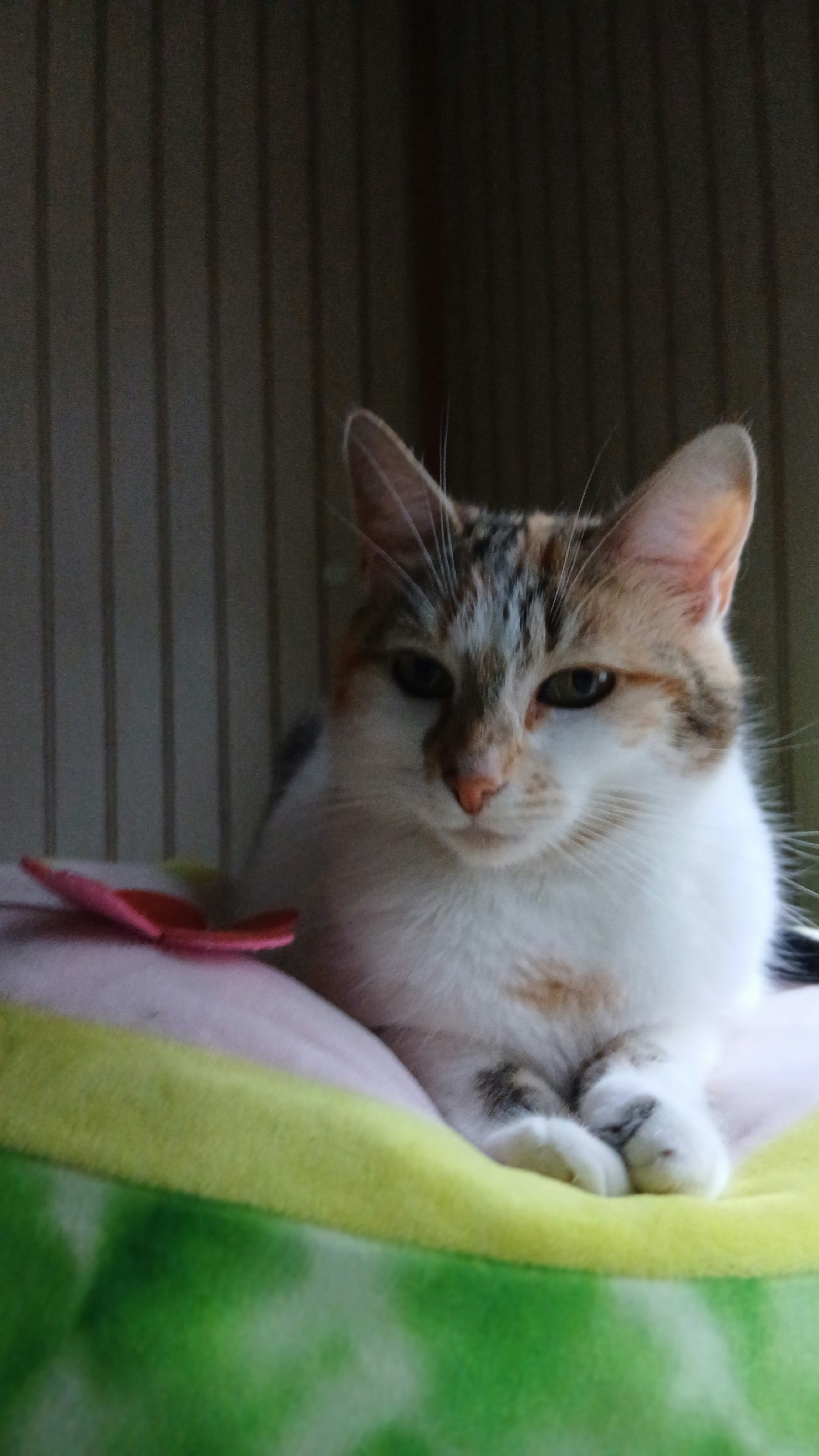 Quiet-eyed Cat resting on a soft, colorful blanket