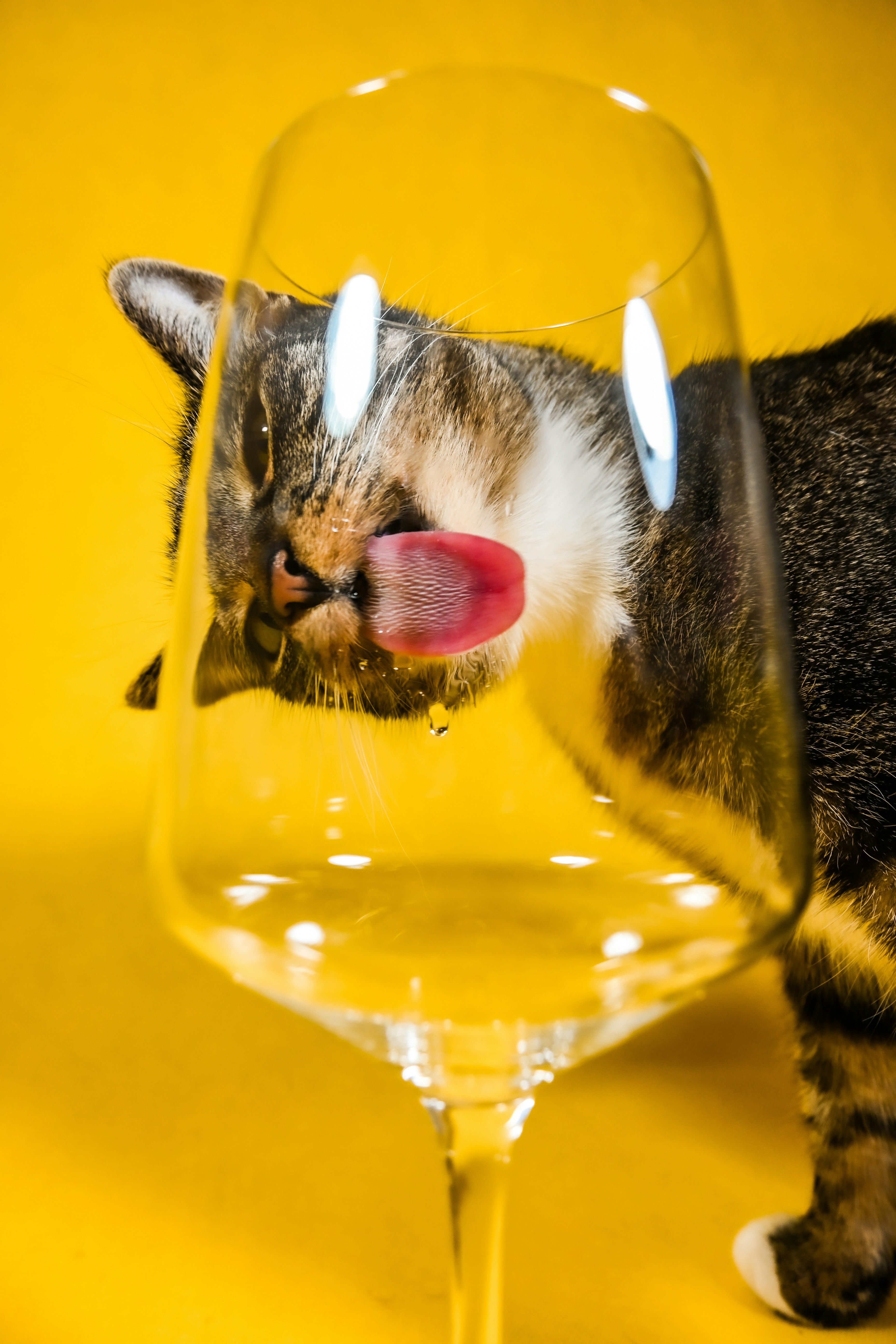 Tongue-Tinged Toast: A Cat Inside a Glassy Spotlight