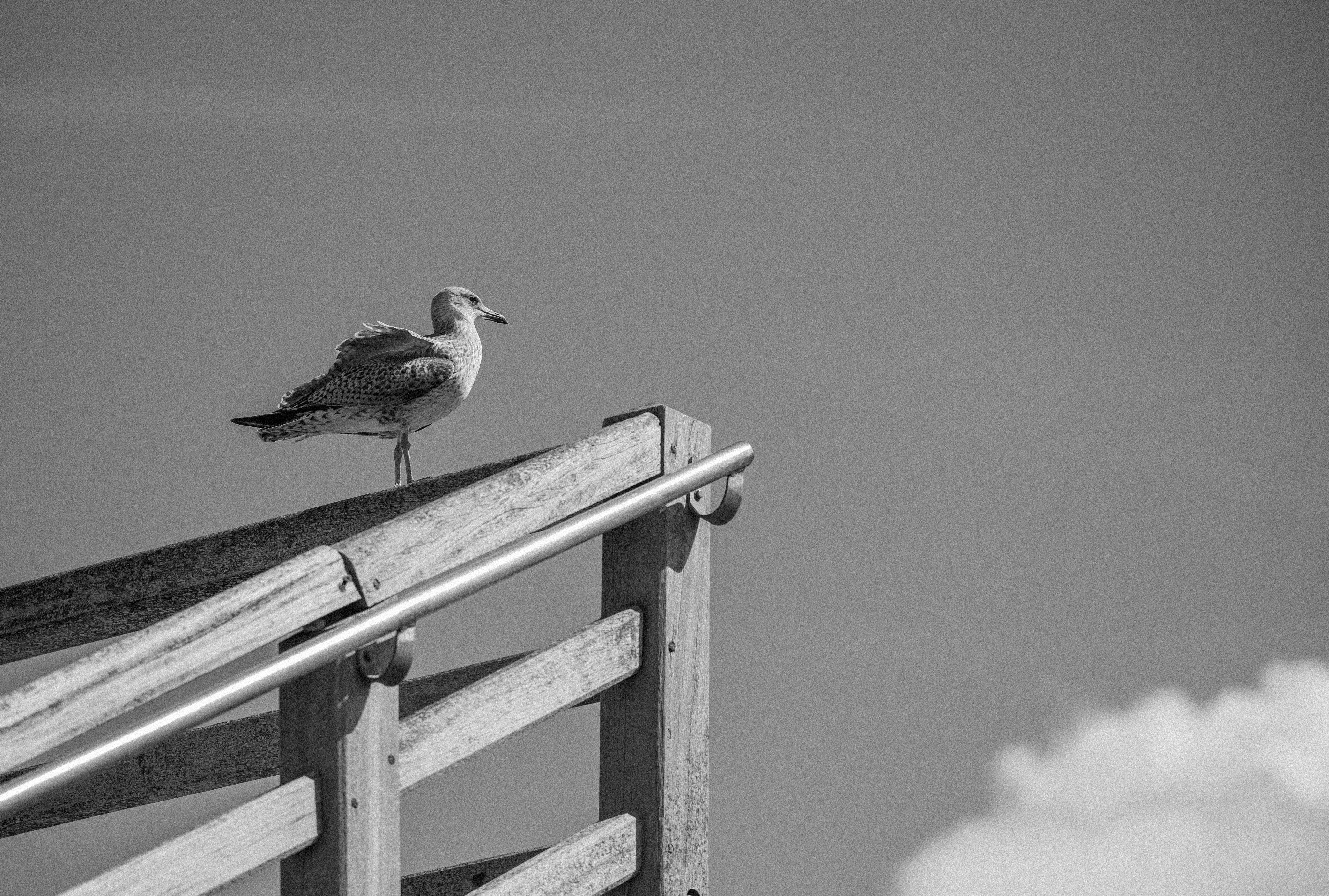 Perched on the Pier: A Seabird's Quiet Vigil