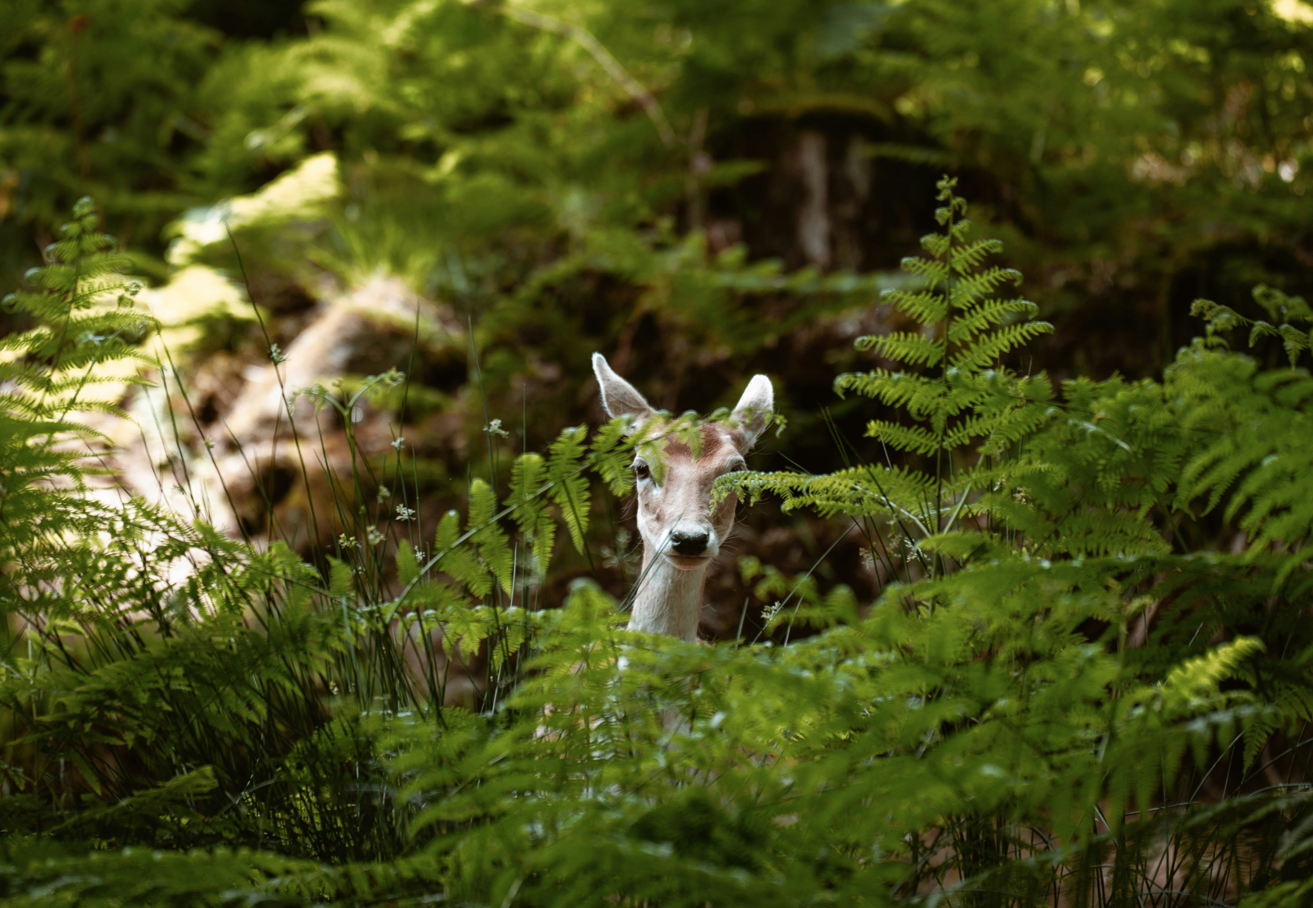 Hidden in the Ferns: A Deer Emerges from Green Canopy