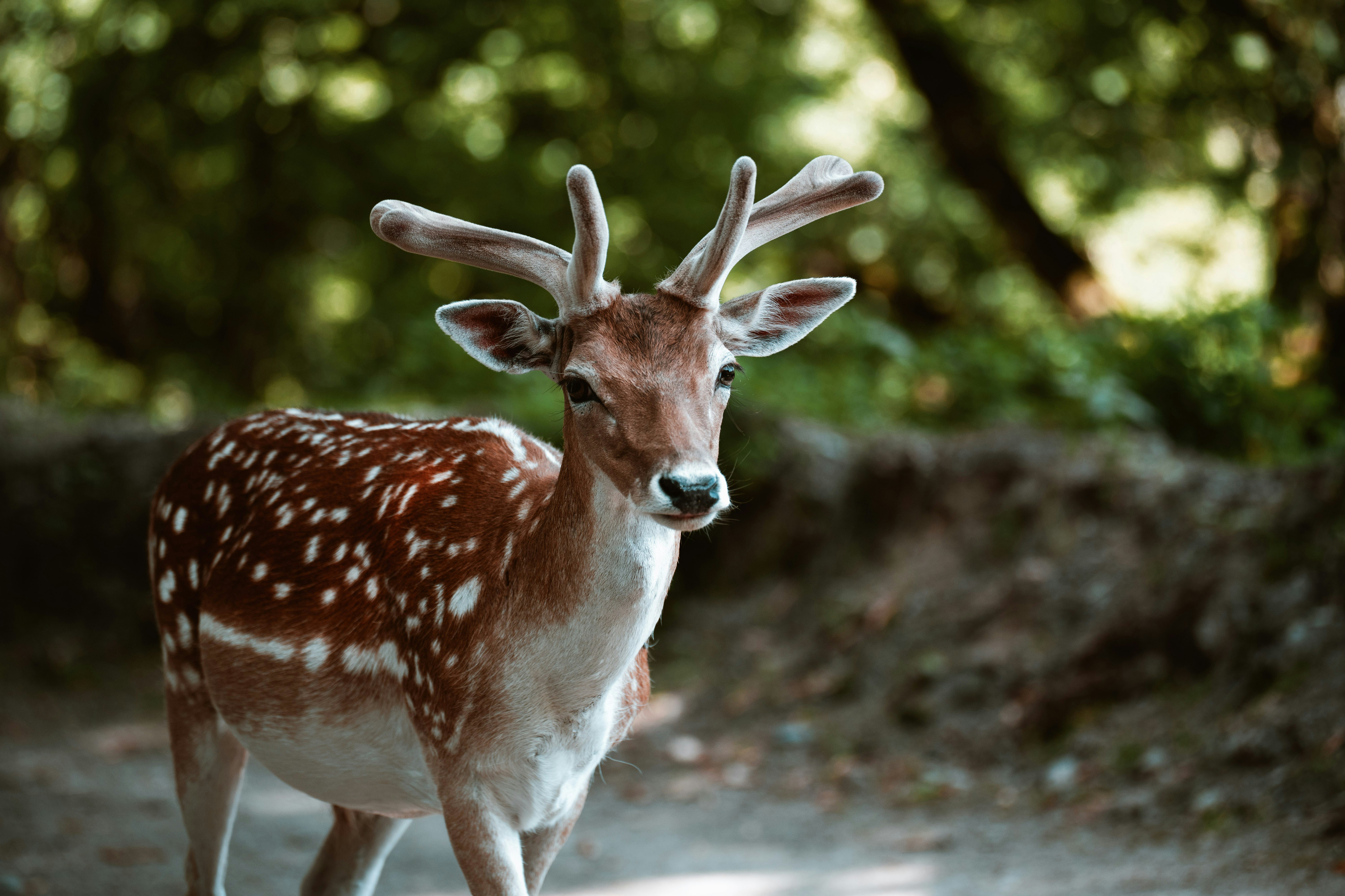 Antlered Stag in Quiet Woodland Spotlight