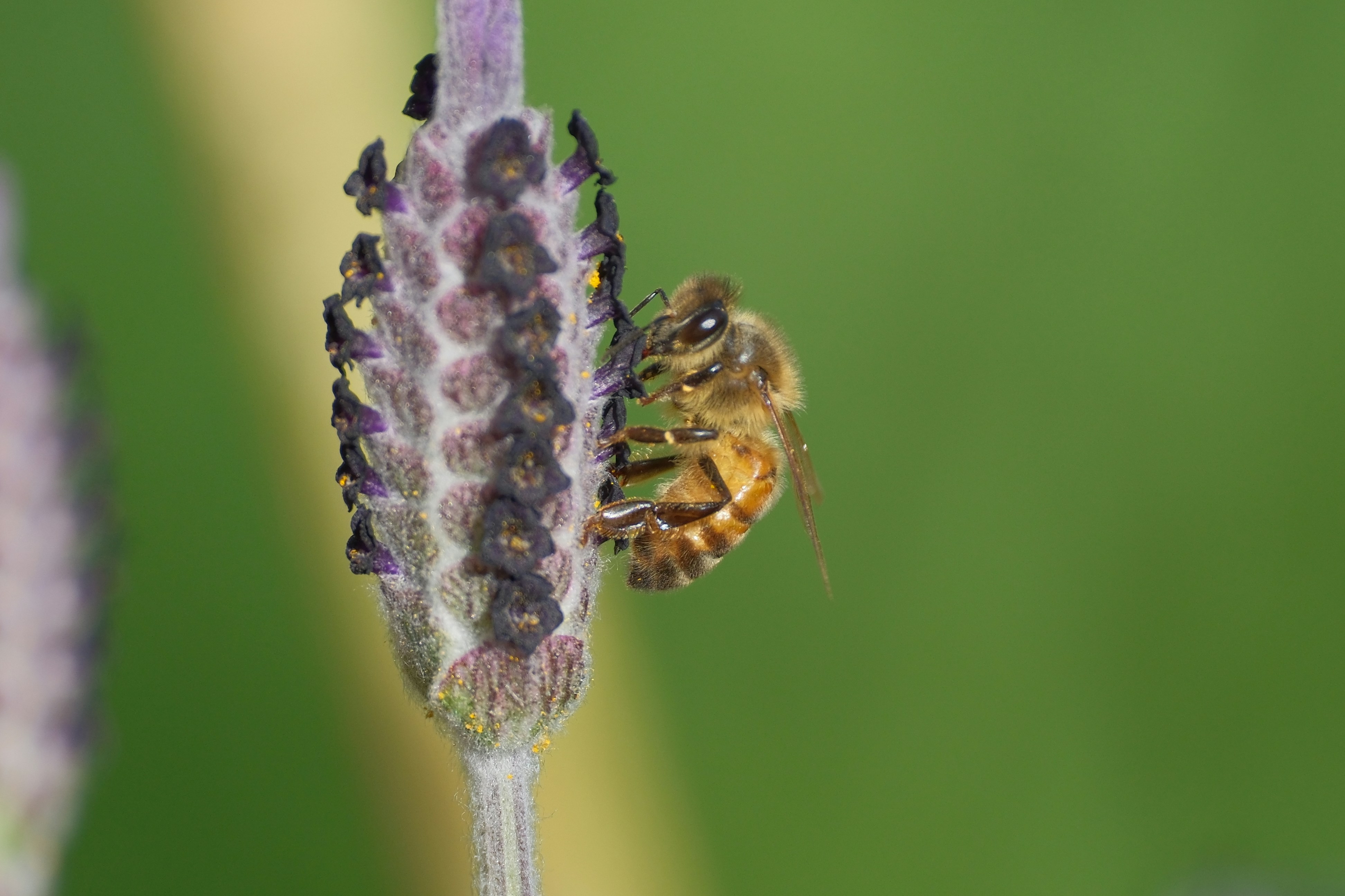 Bee in Transit along a Lavender Spike