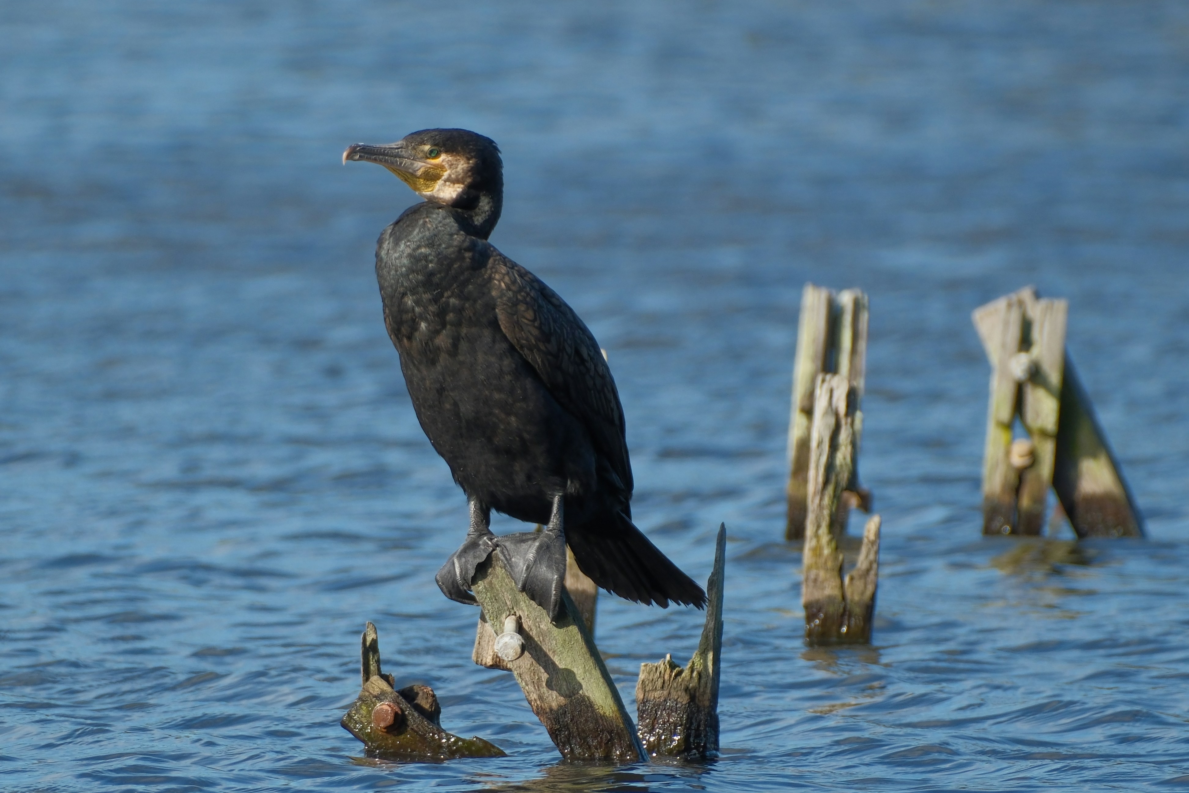 Cormorant perched among weathered pilings above blue tidal water