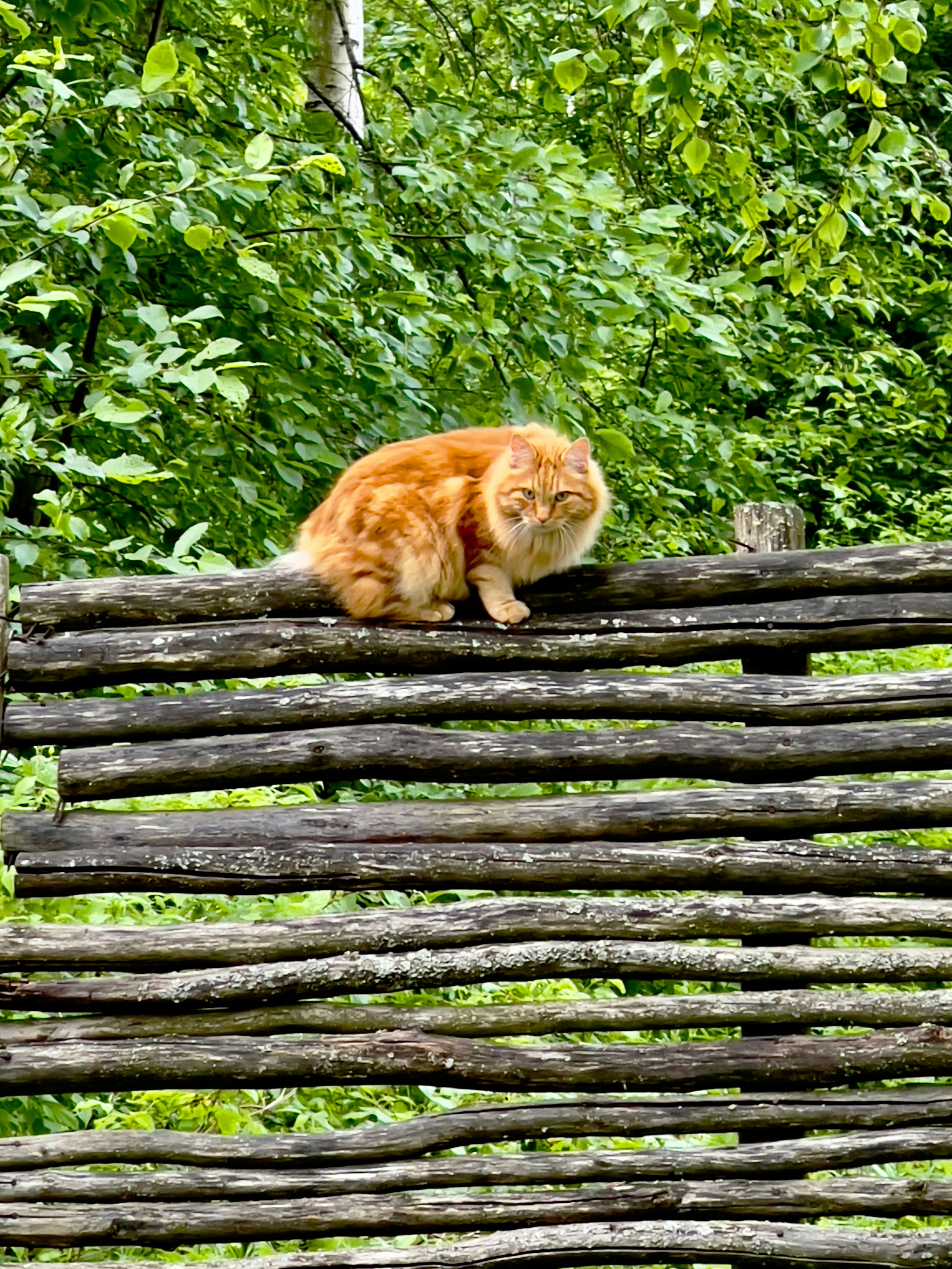 Orange Cat on a Rustic Log Fence