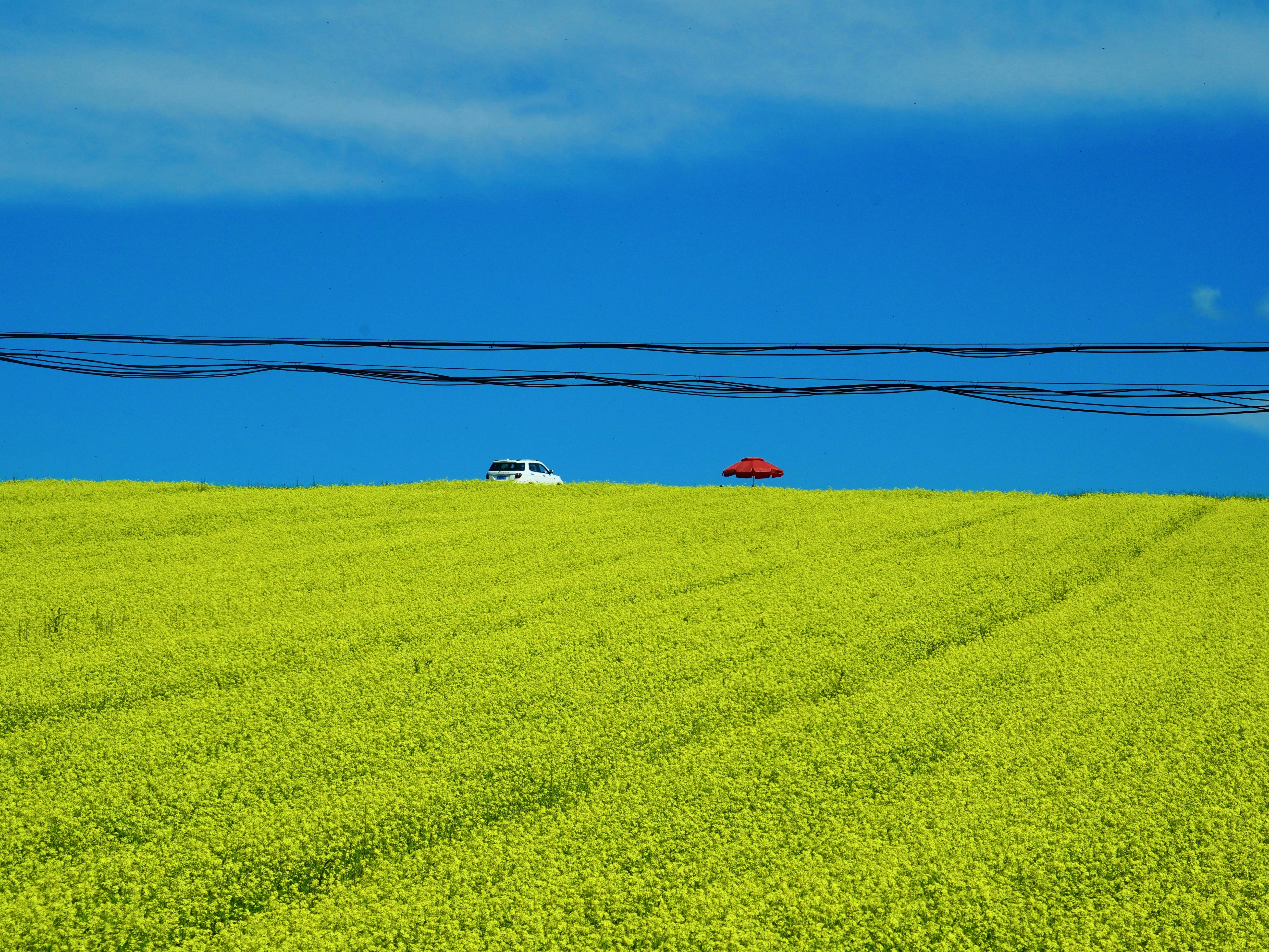Row of distant vehicles crossing a vibrant canola field under a clean blue sky