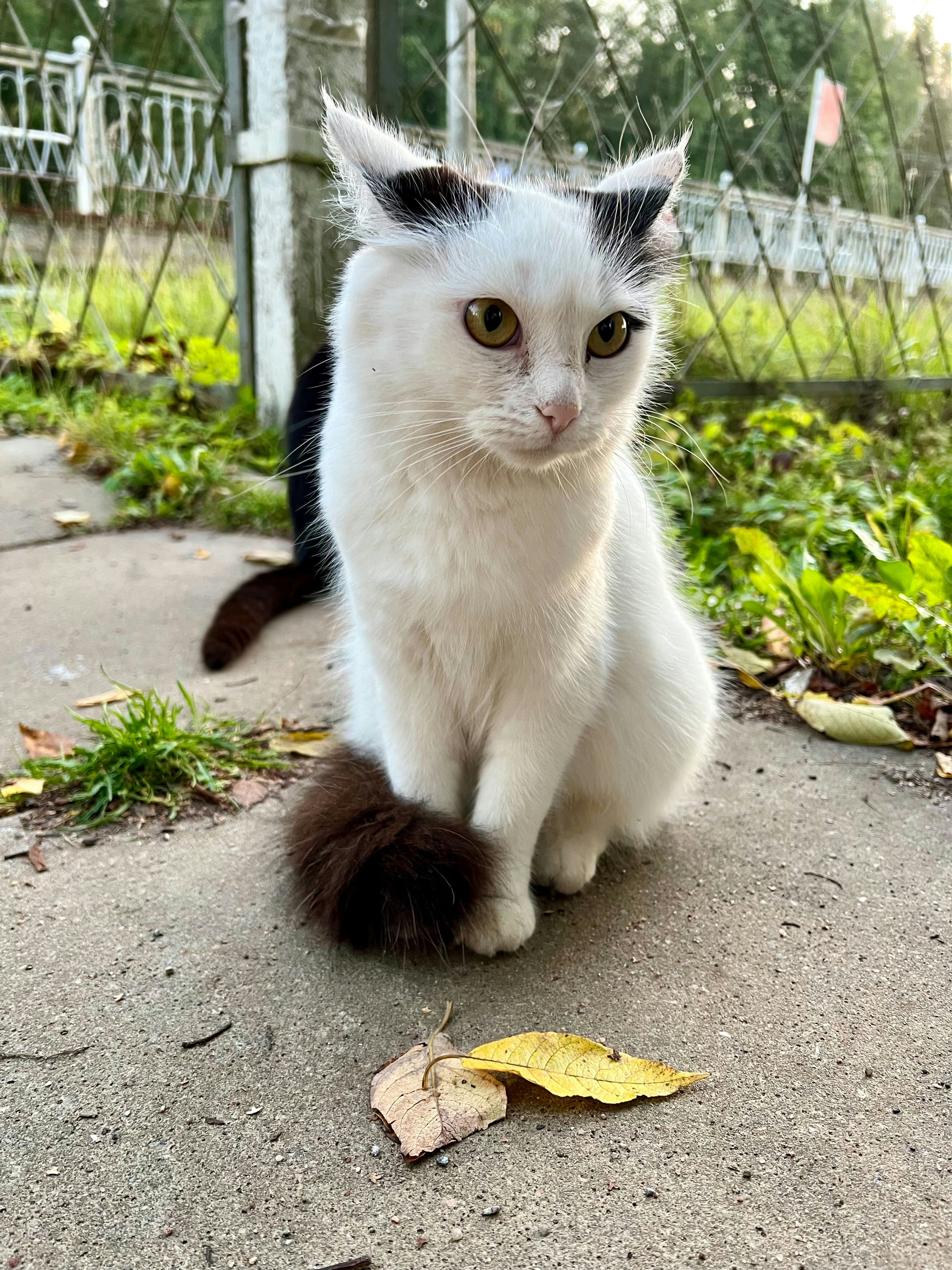 White-furred Cat in a Garden Path