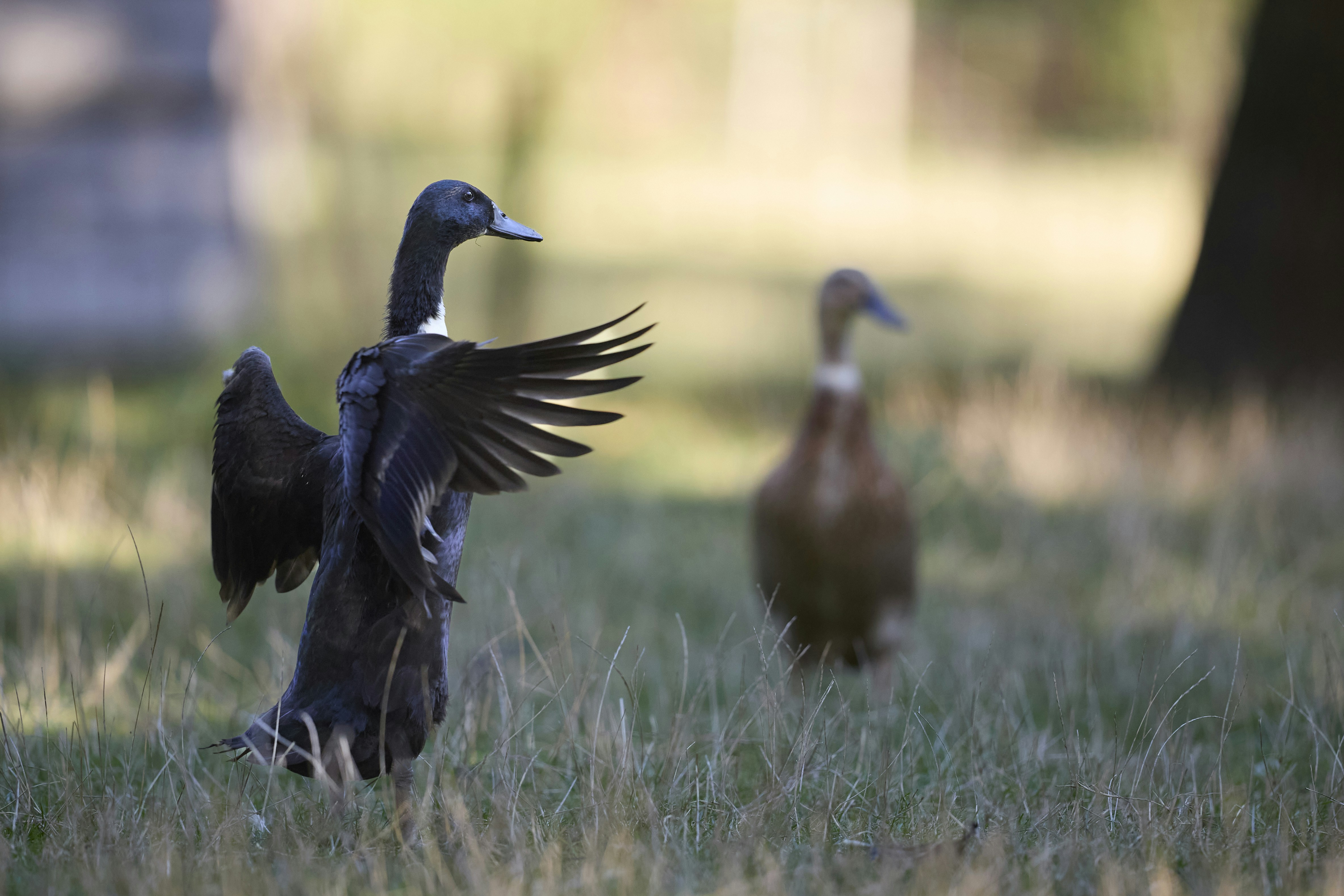Winged Gesture at the Meadow Edge