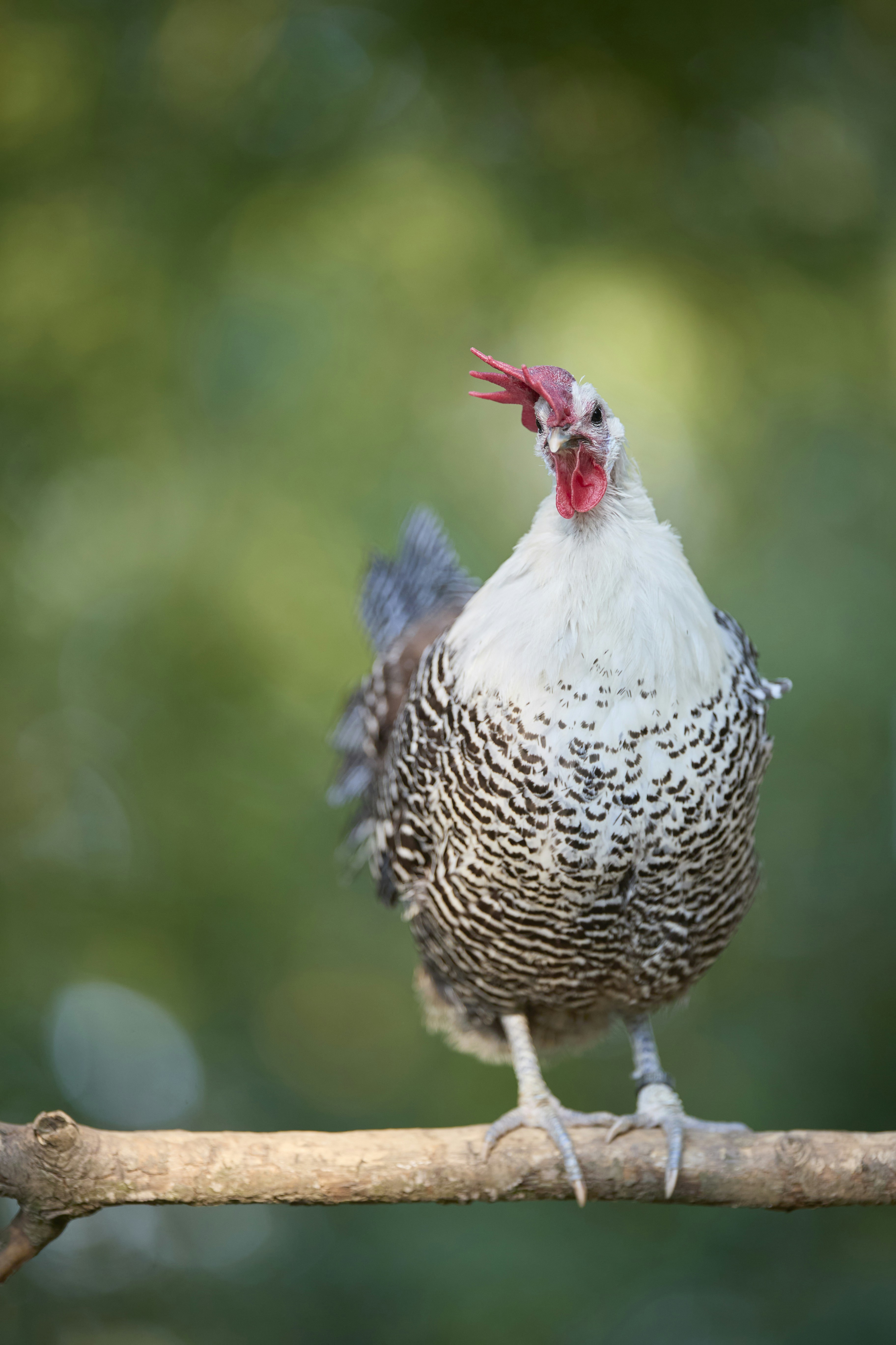 Dominant Rooster on a Log: Close-Up Portrait in Soft Bokeh