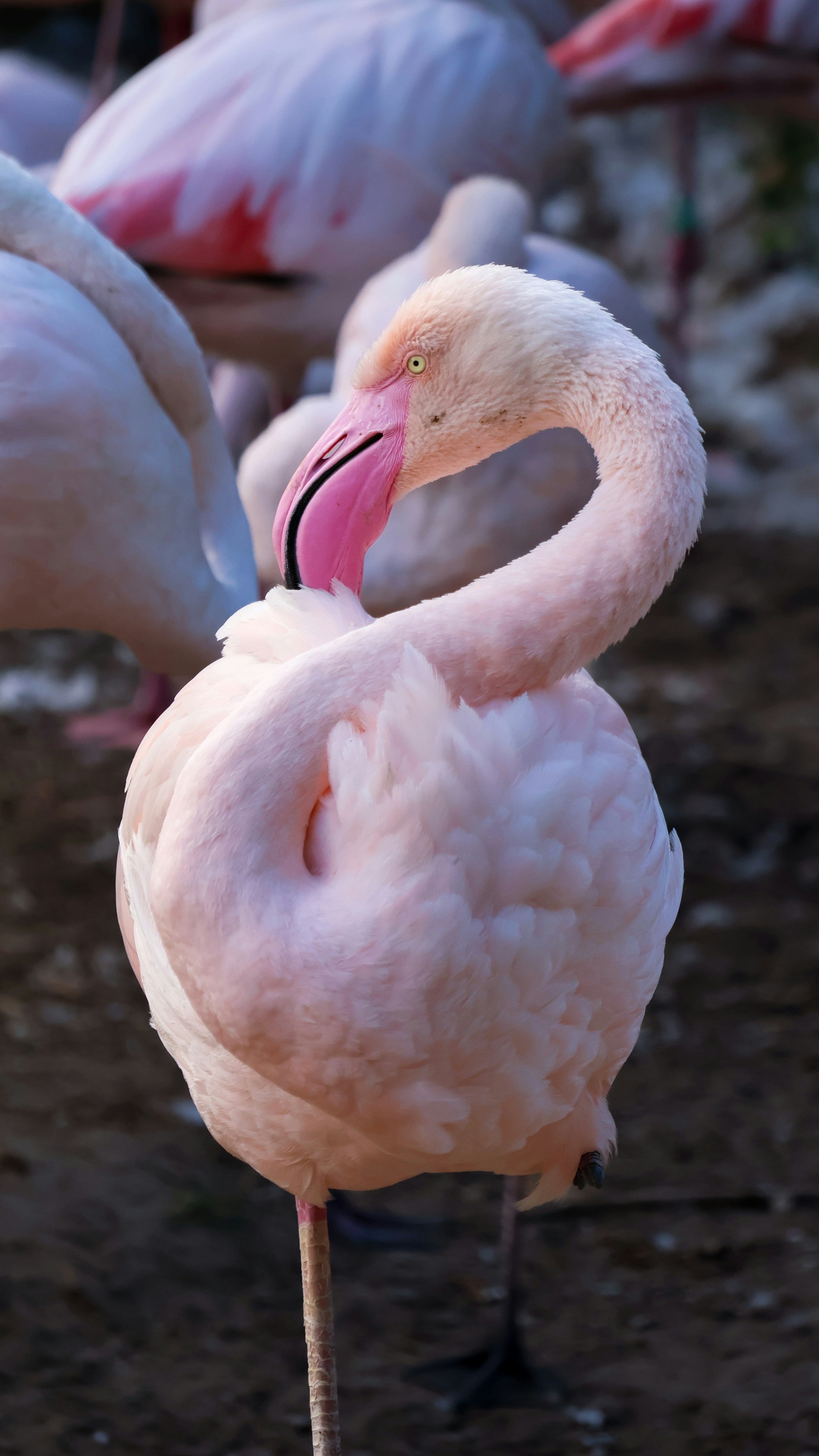Graceful Flamingo Curve: A Portrait in Pink Feathers