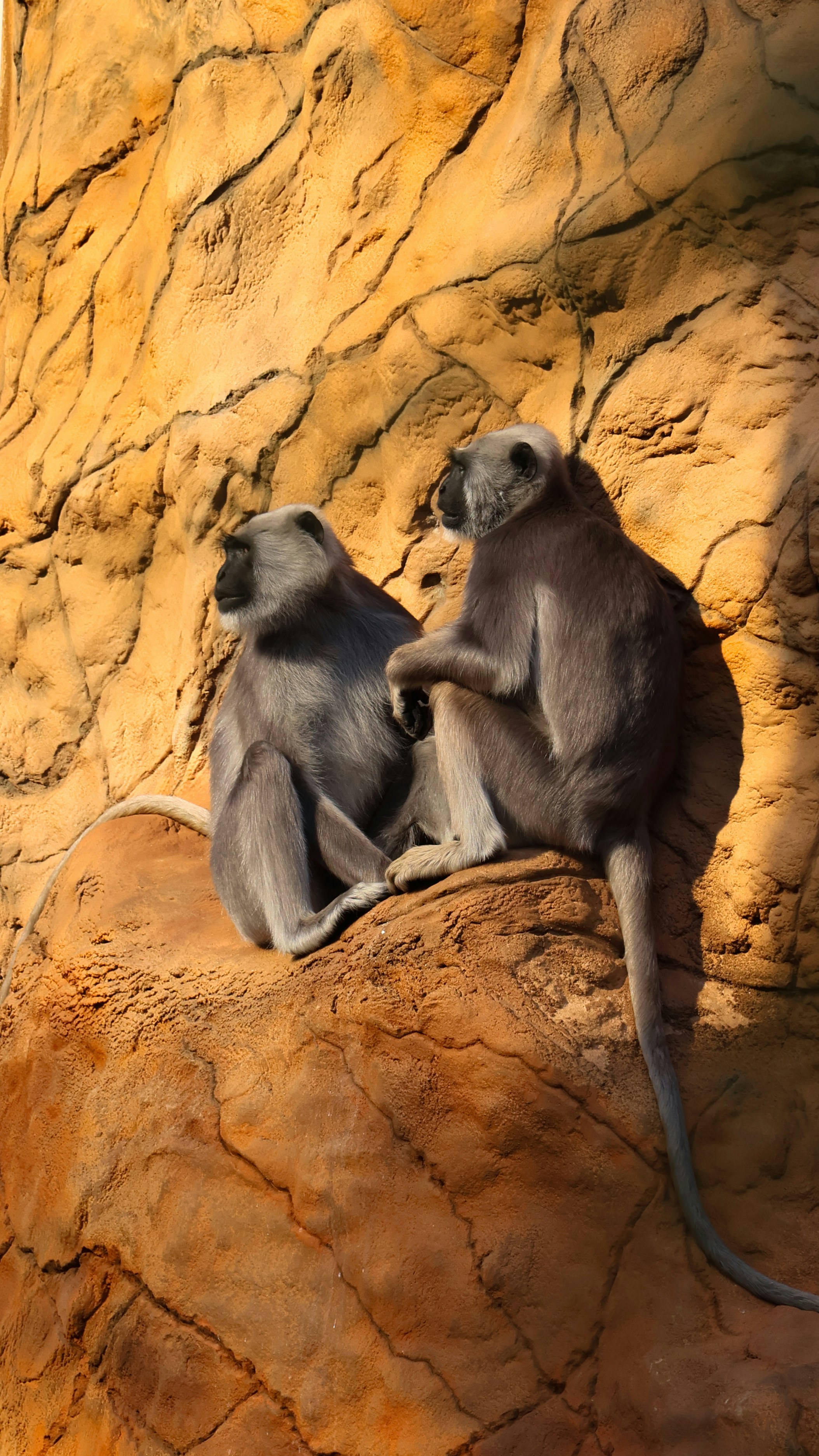 Two olive baboons perched on sunlit rock amid warm sandstone