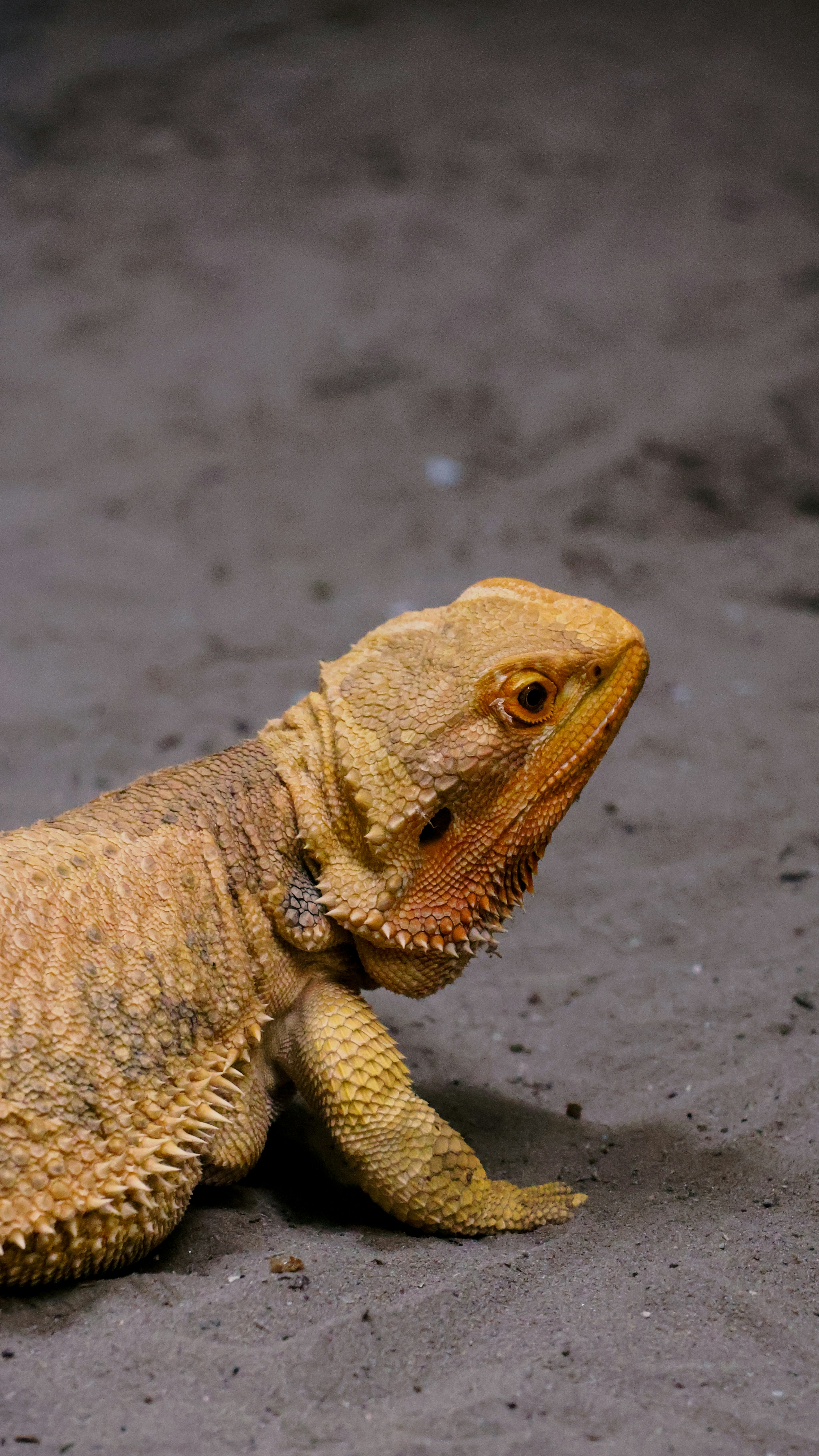 Bearded dragon resting on dark sand with textured scales and warm orange head, captured in a close-up with natural lighting and shallow depth. Note: photograph focuses on the creature’s head and upper body.