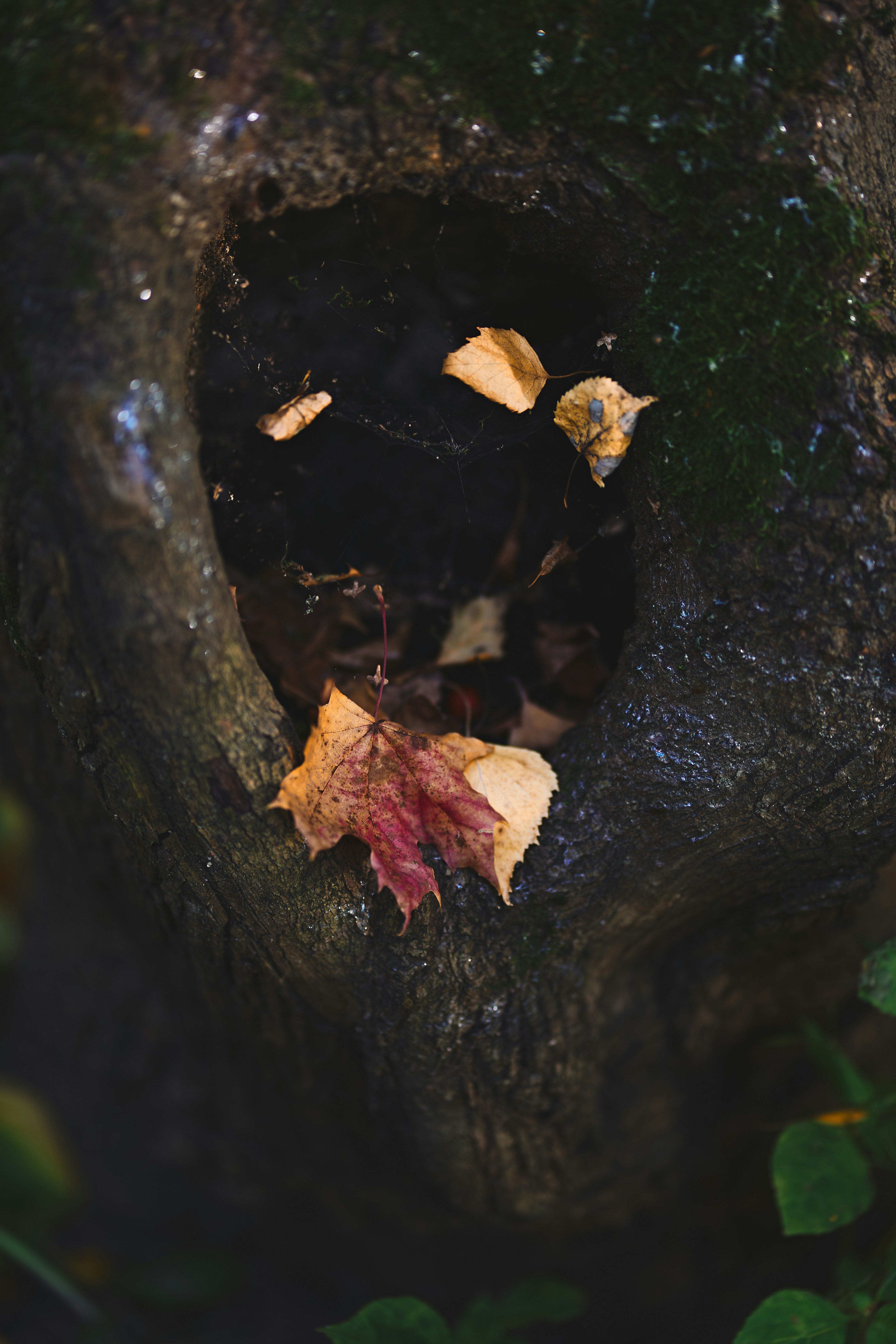 Autumn Echo: Leaves Linger in a Hollow Tree