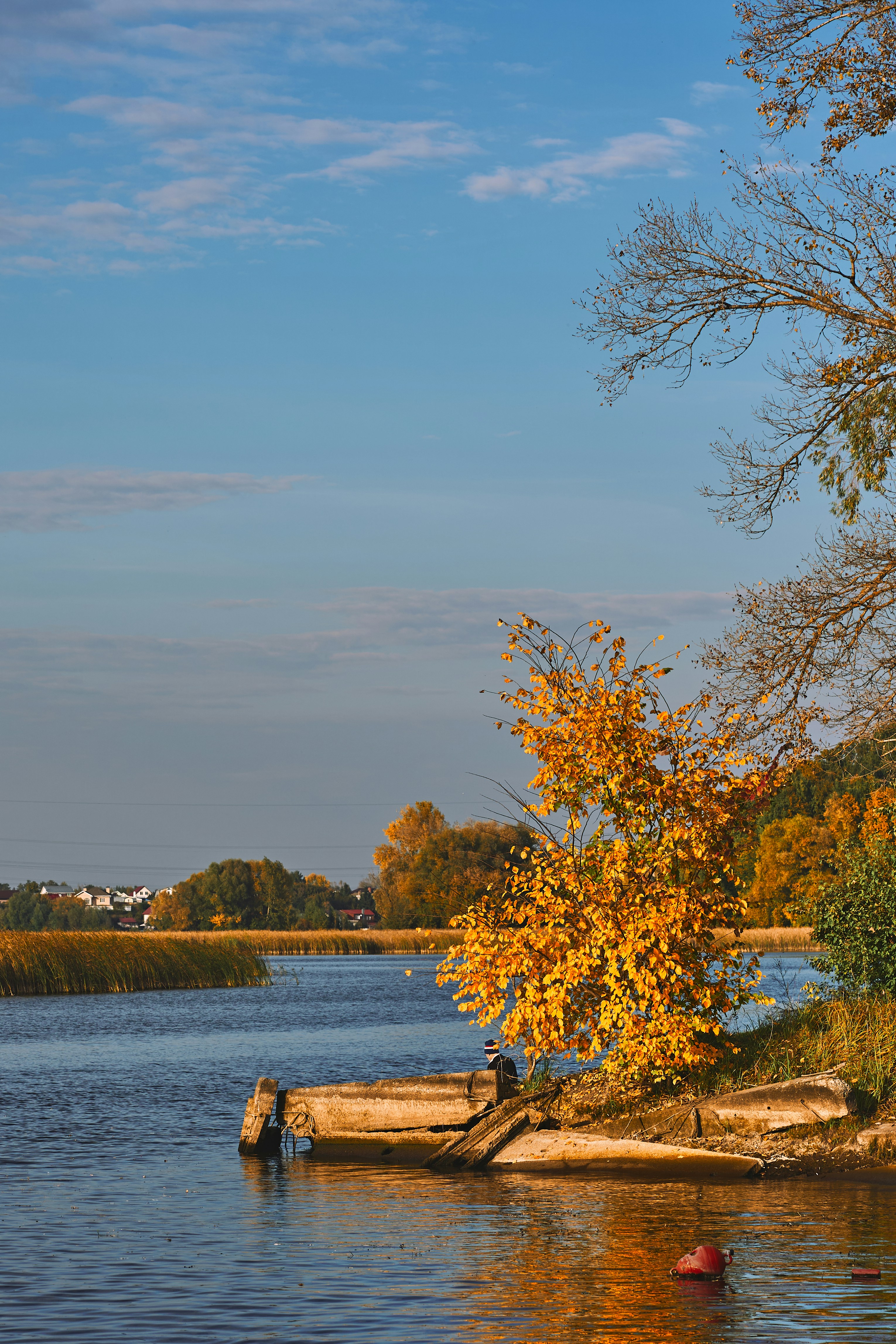 Autumn Shoreline: Golden Trees by Quiet Water