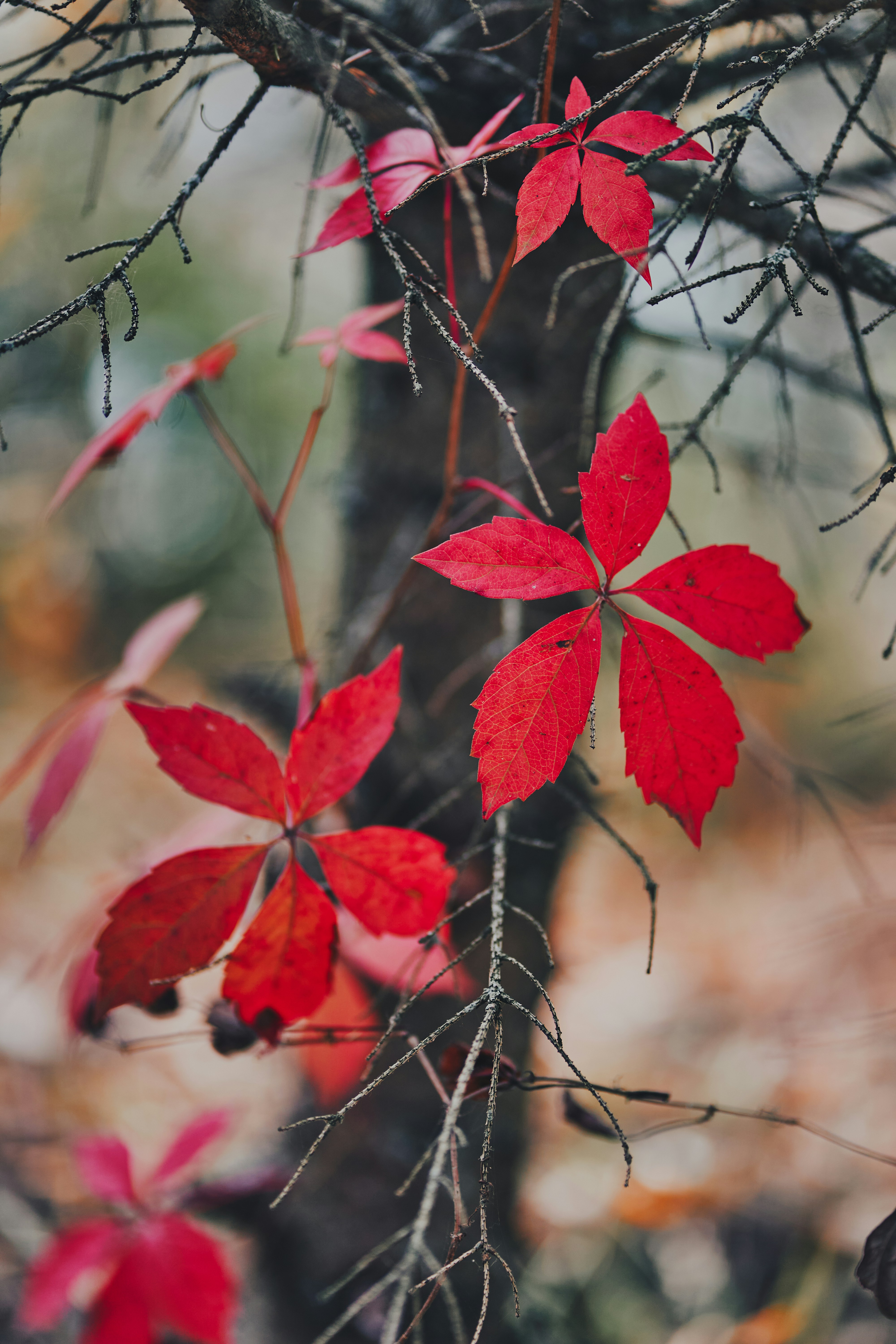Crimson Leaves Clinging to a Silent Autumn Trunk