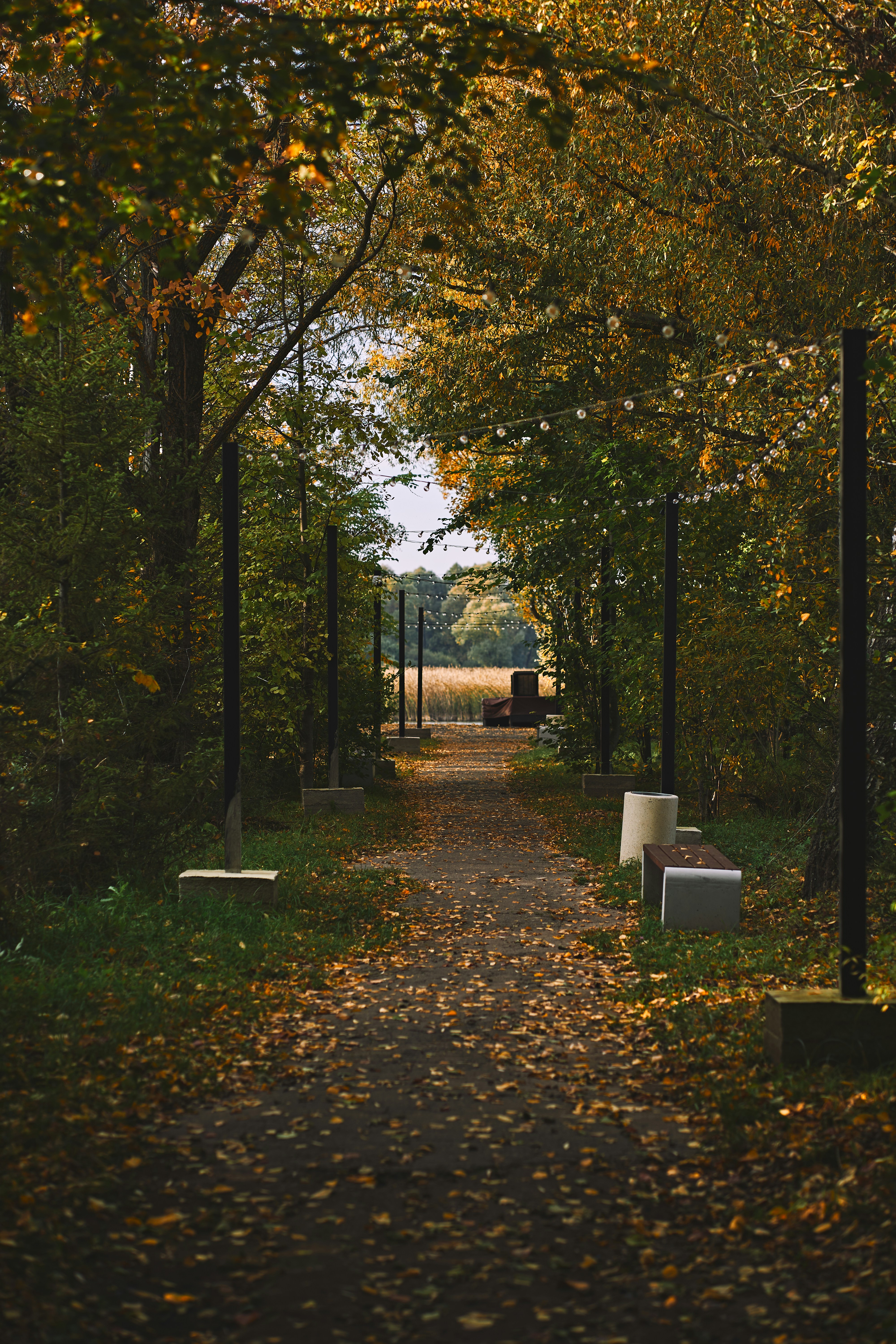 Autumn Pathway: A Silent Corridor of Fallen Leaves