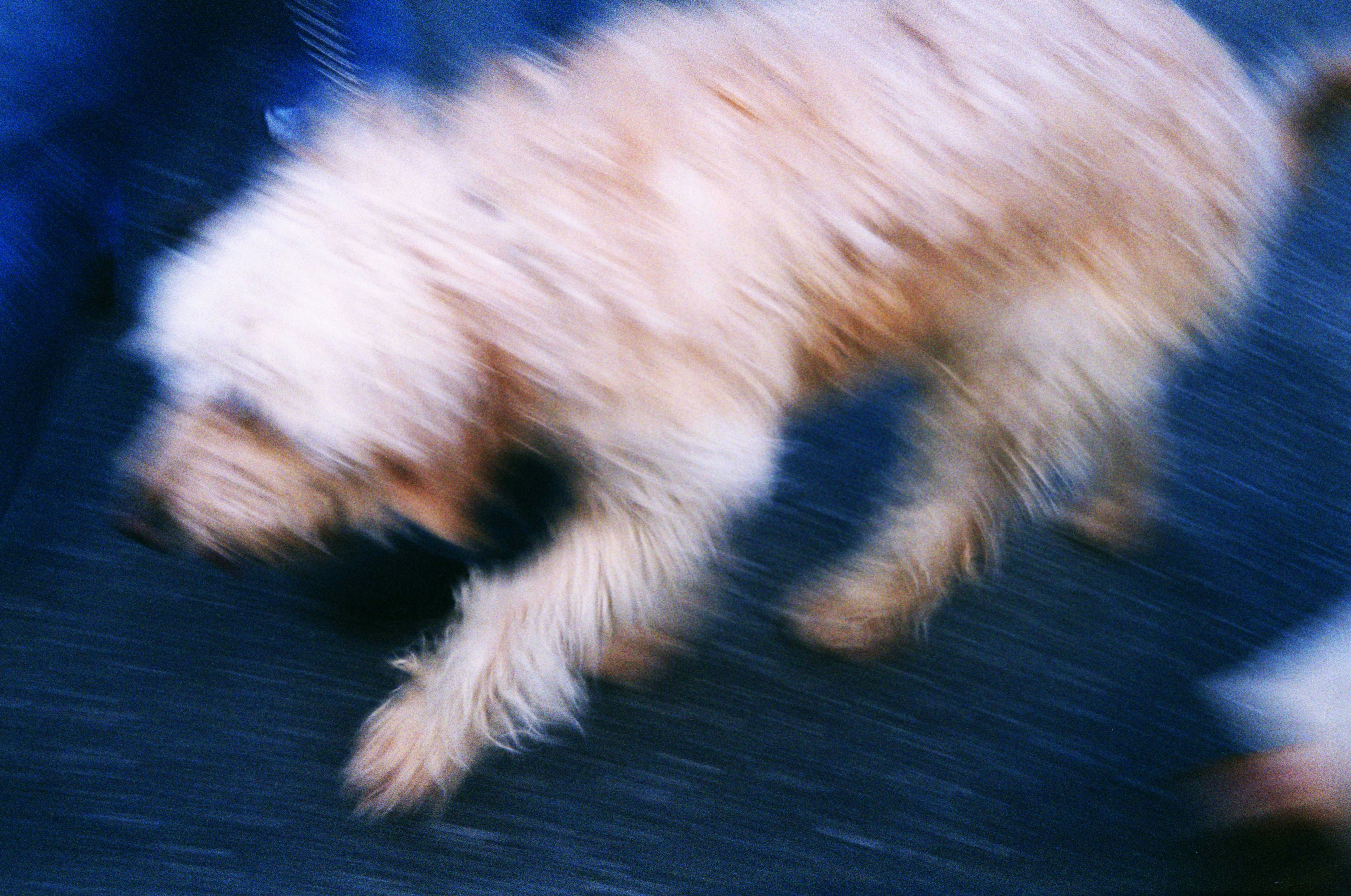 Blurred Paws: A Quick, Flurry of Fur Across the Pavement
