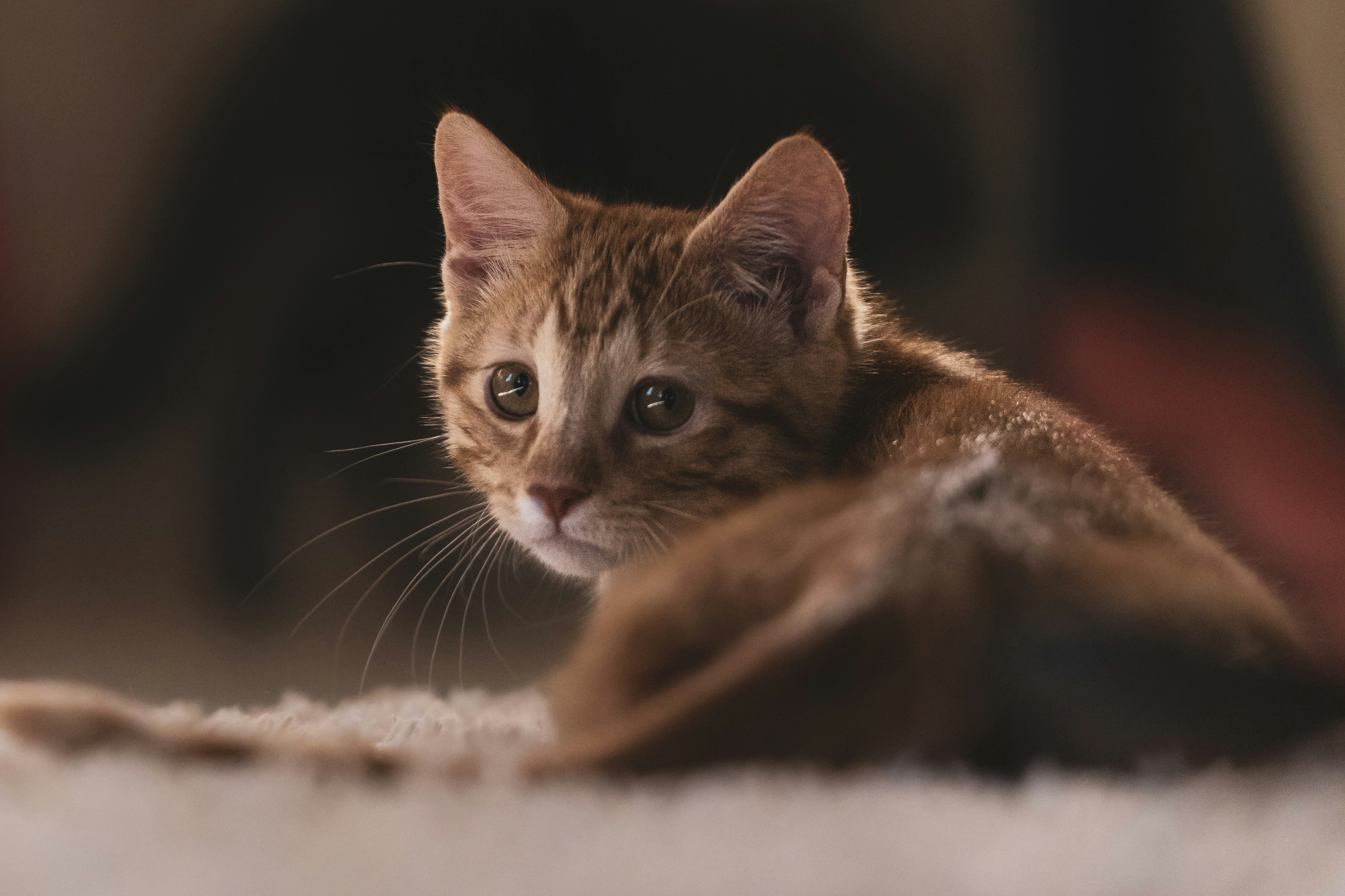 Playful young tabby kittens running, jumping, playing and interacting indoors.