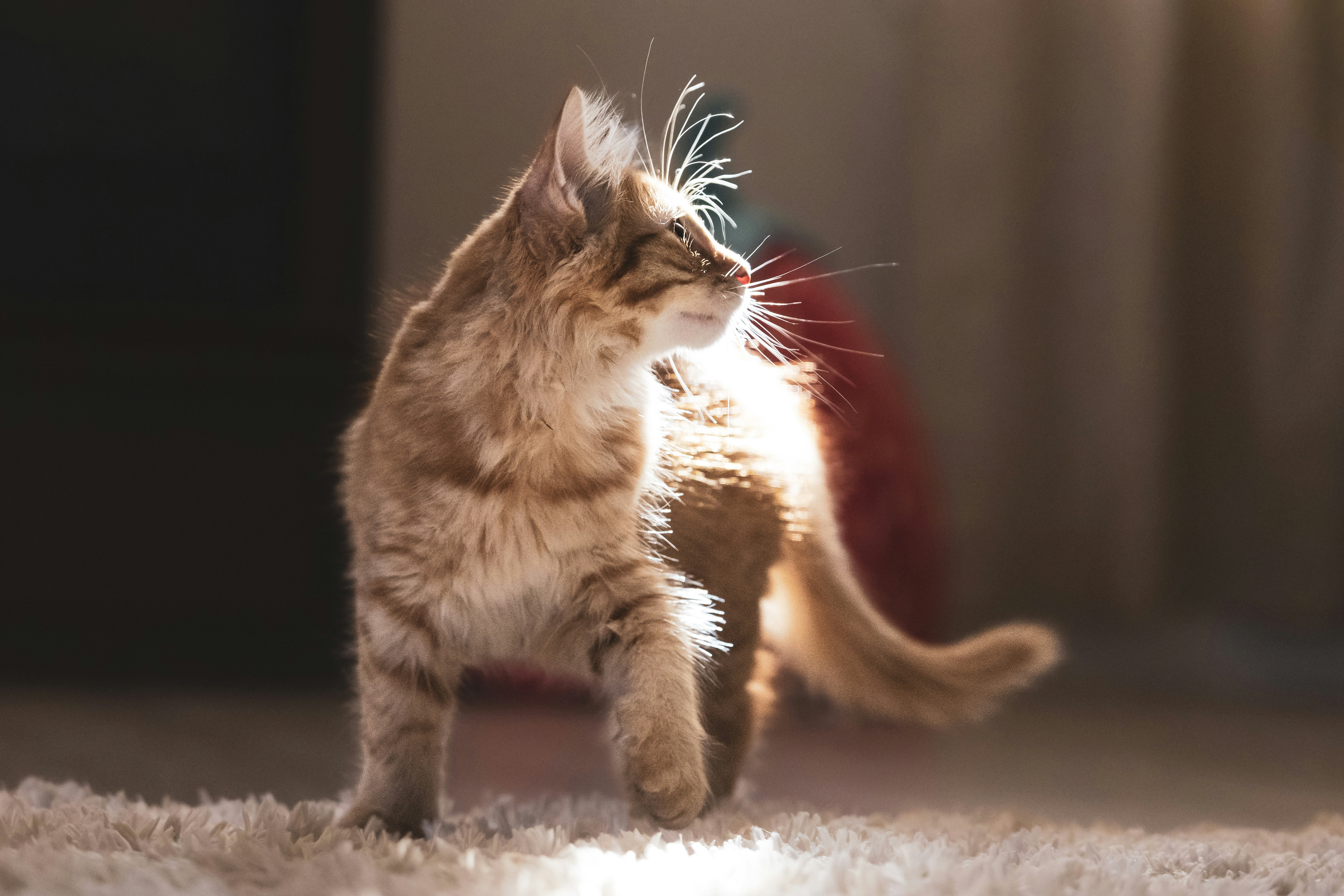 Sunlit Quasi-Profile: A Cat Serenely In The Spotlight
