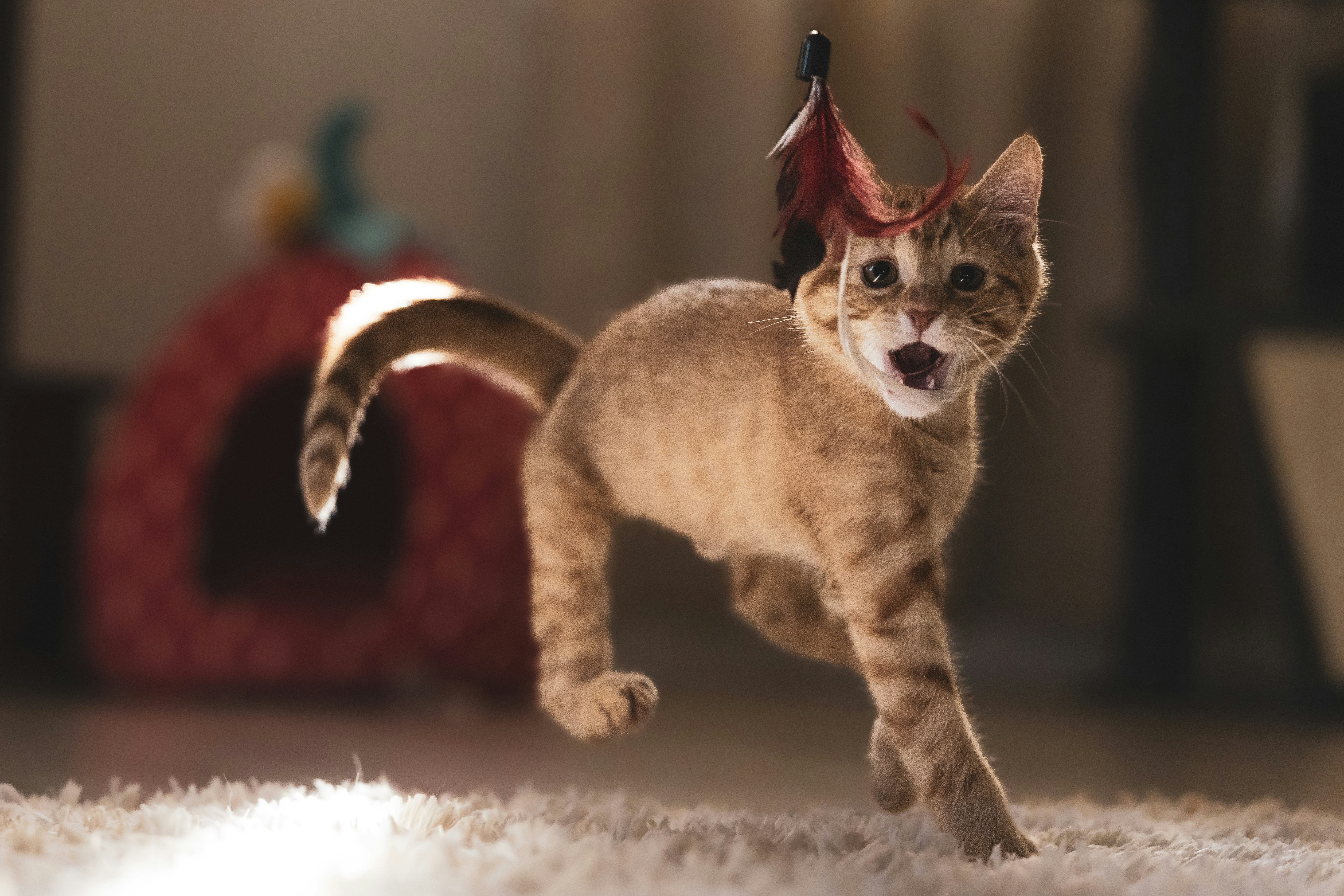 Pouncing Play: A Curious Kitten in the Spotlight