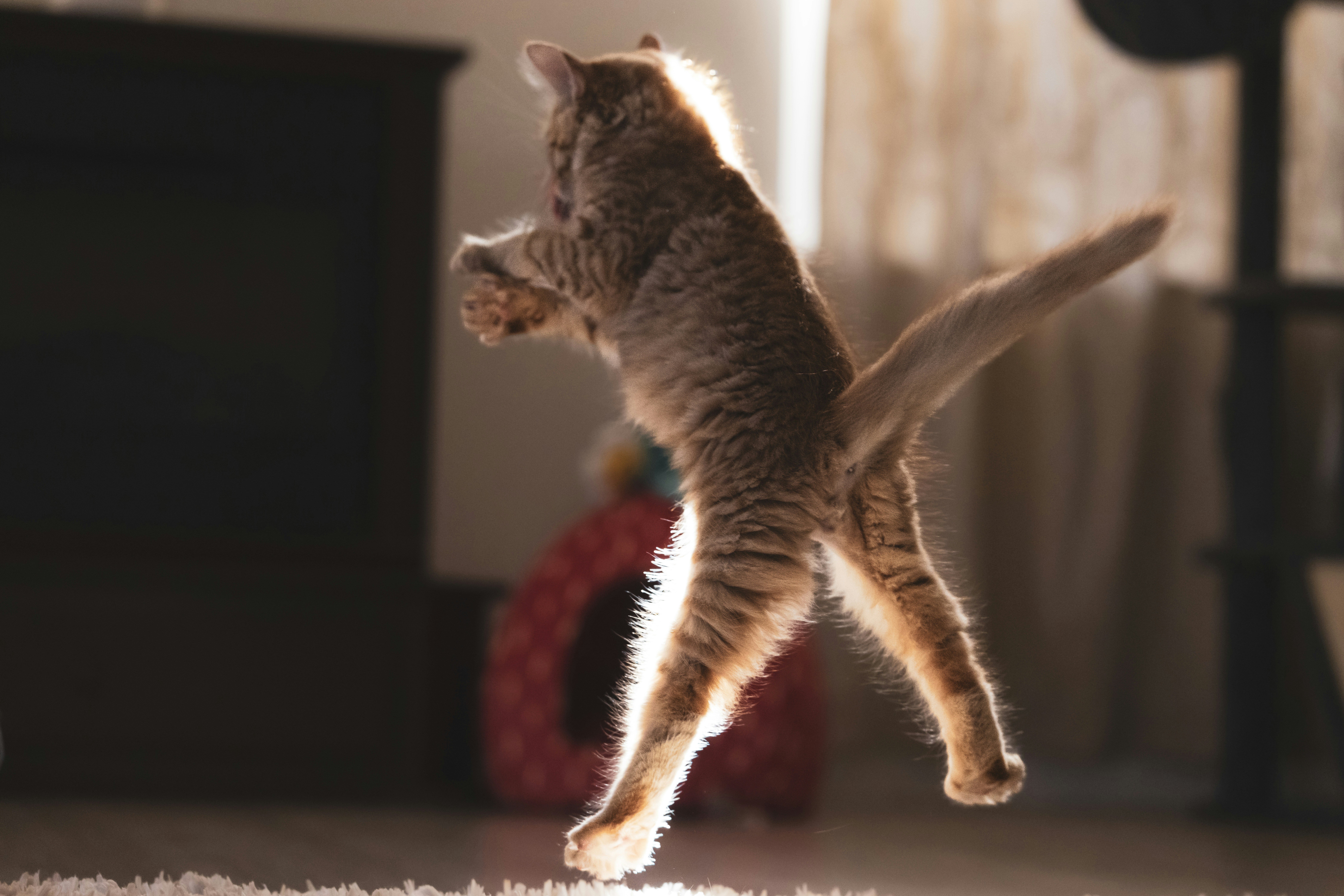 Mid-Air Whisker Dash: A Curious Cat in Full Leap