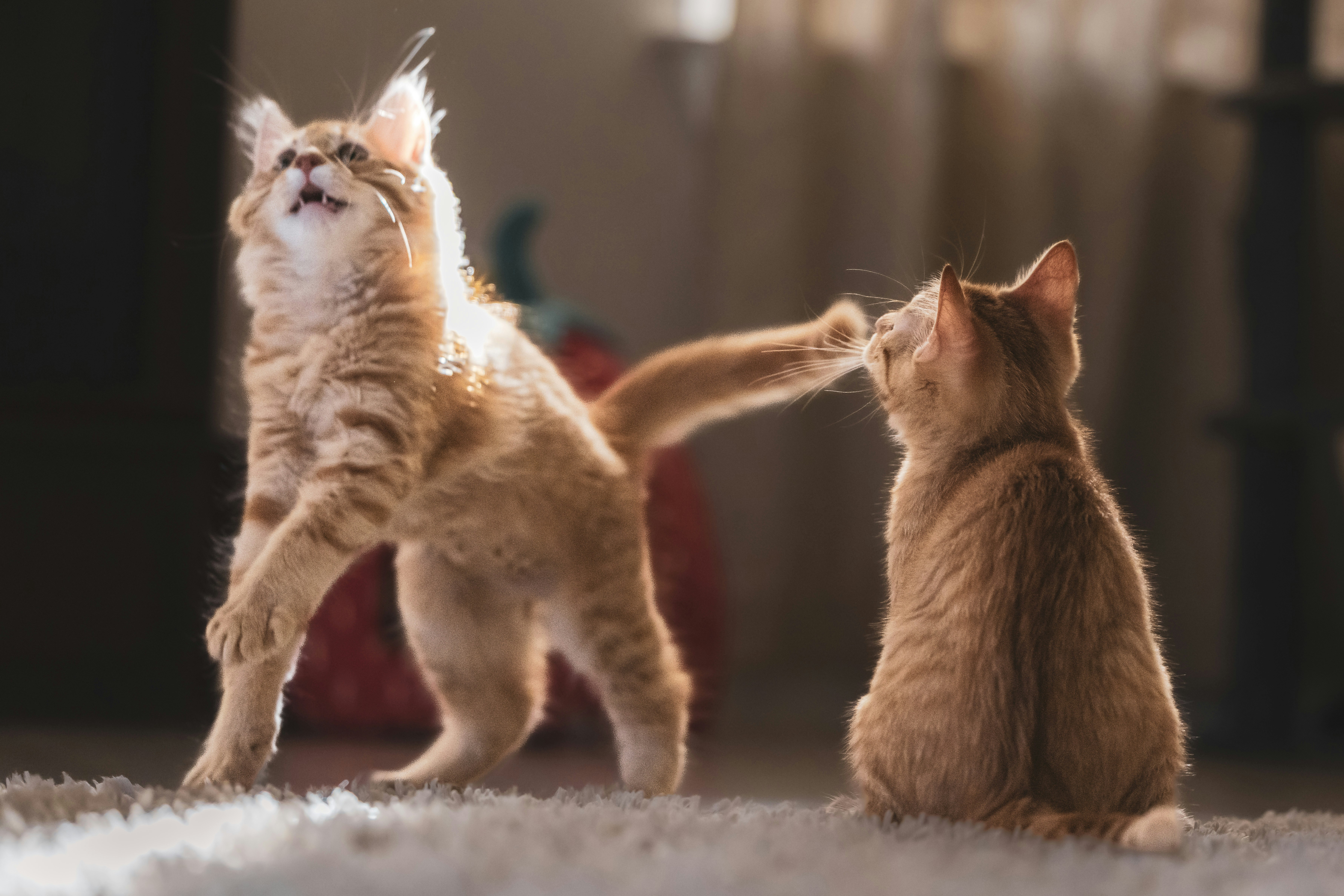 Feline Arc: One Kitten Paws at a Clapping Moment