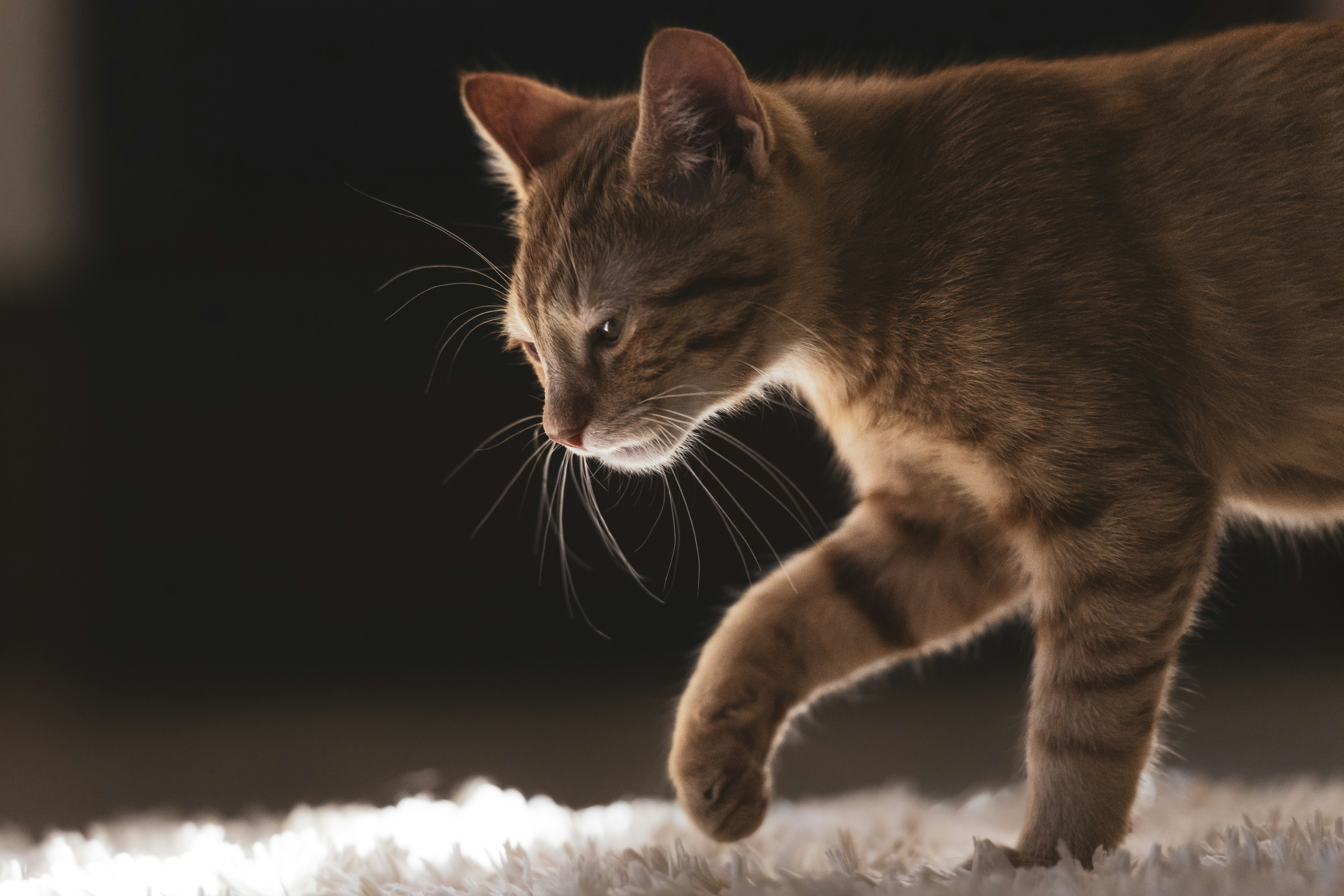 Playful young tabby kittens running, jumping, playing and interacting indoors.