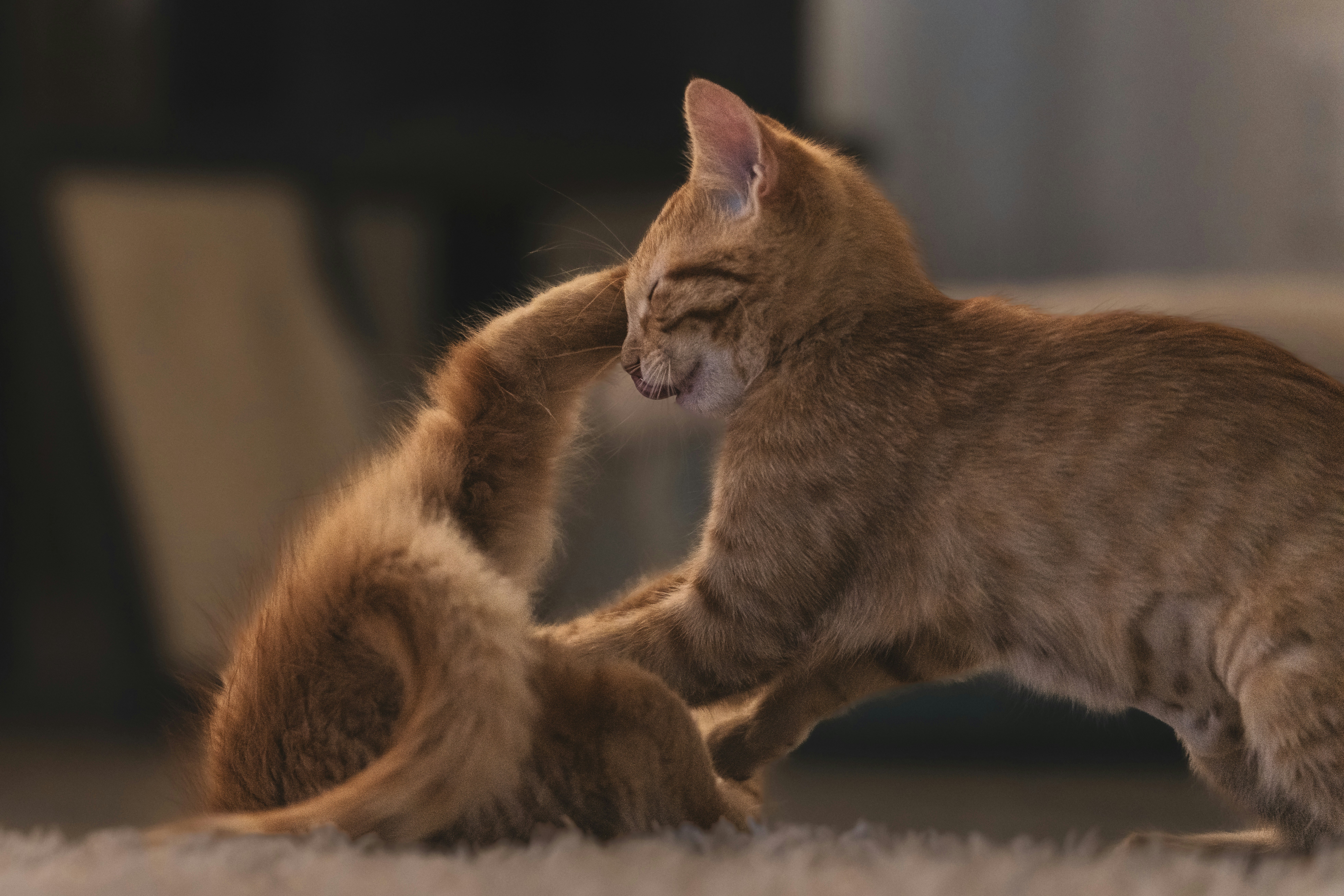 Playful Paws in Soft Evening Light