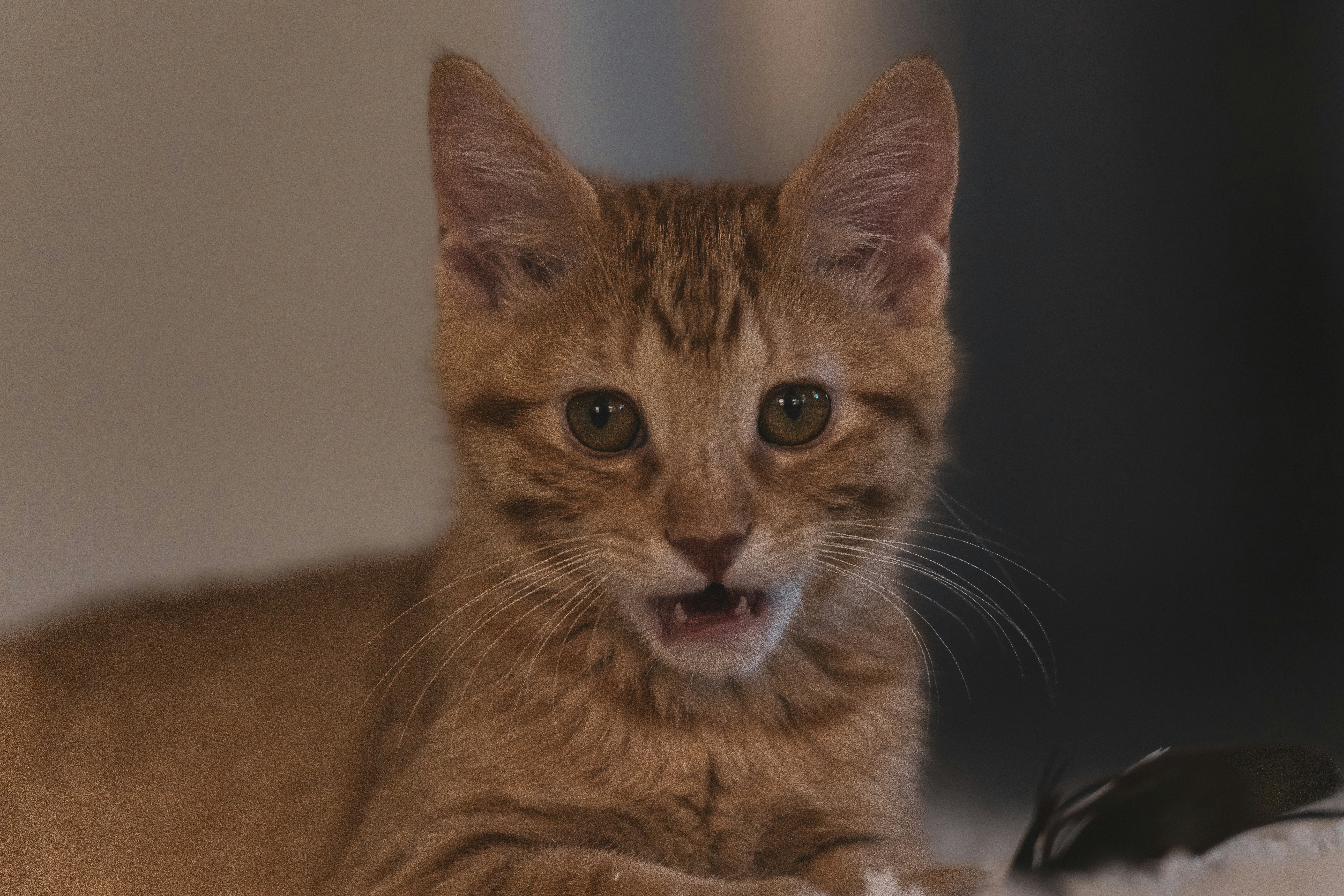 Amber gaze: a curious kitten mid-meow