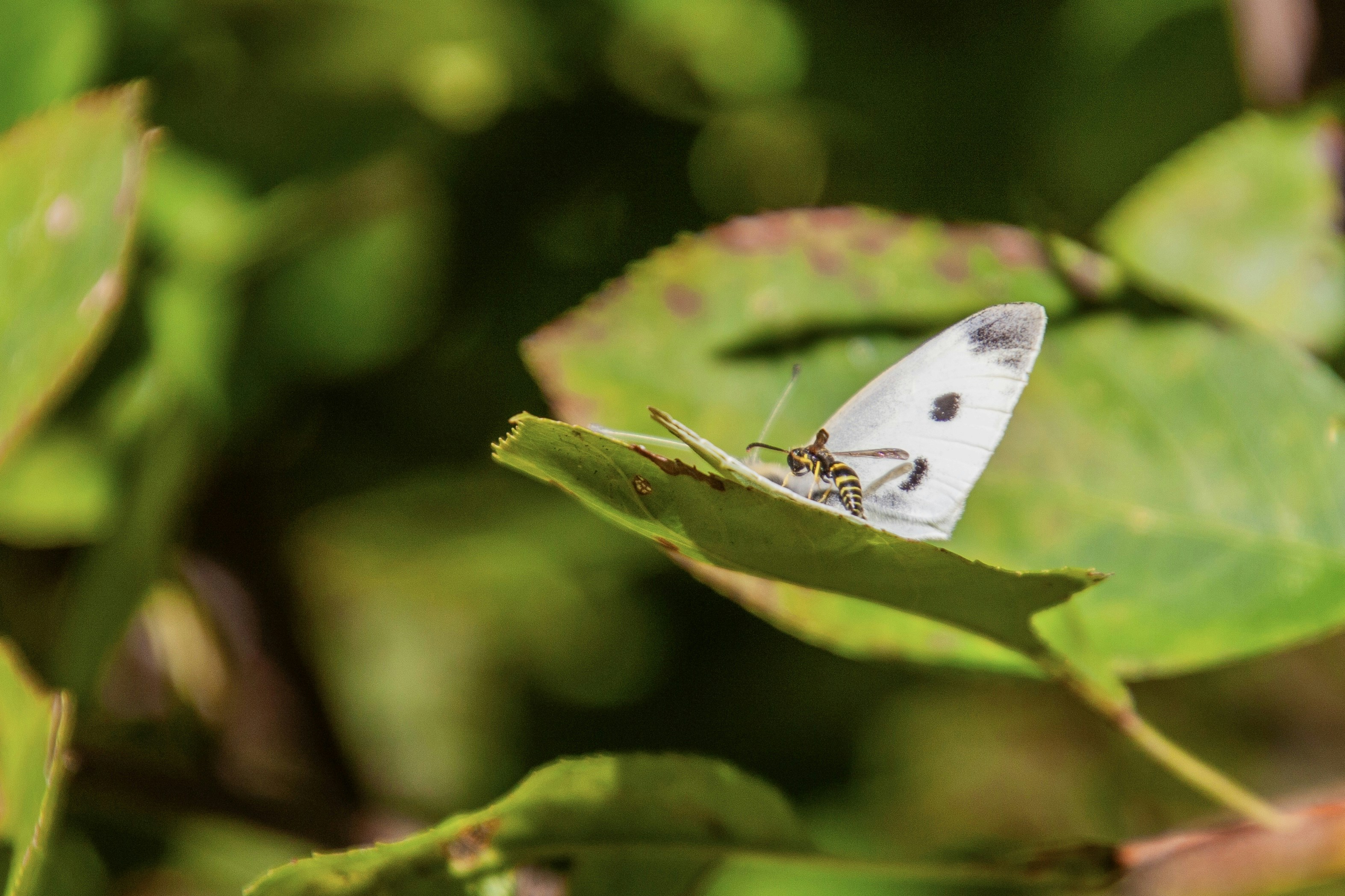 Luna on a Leaf: a delicate white moth resting in dappled sunlight