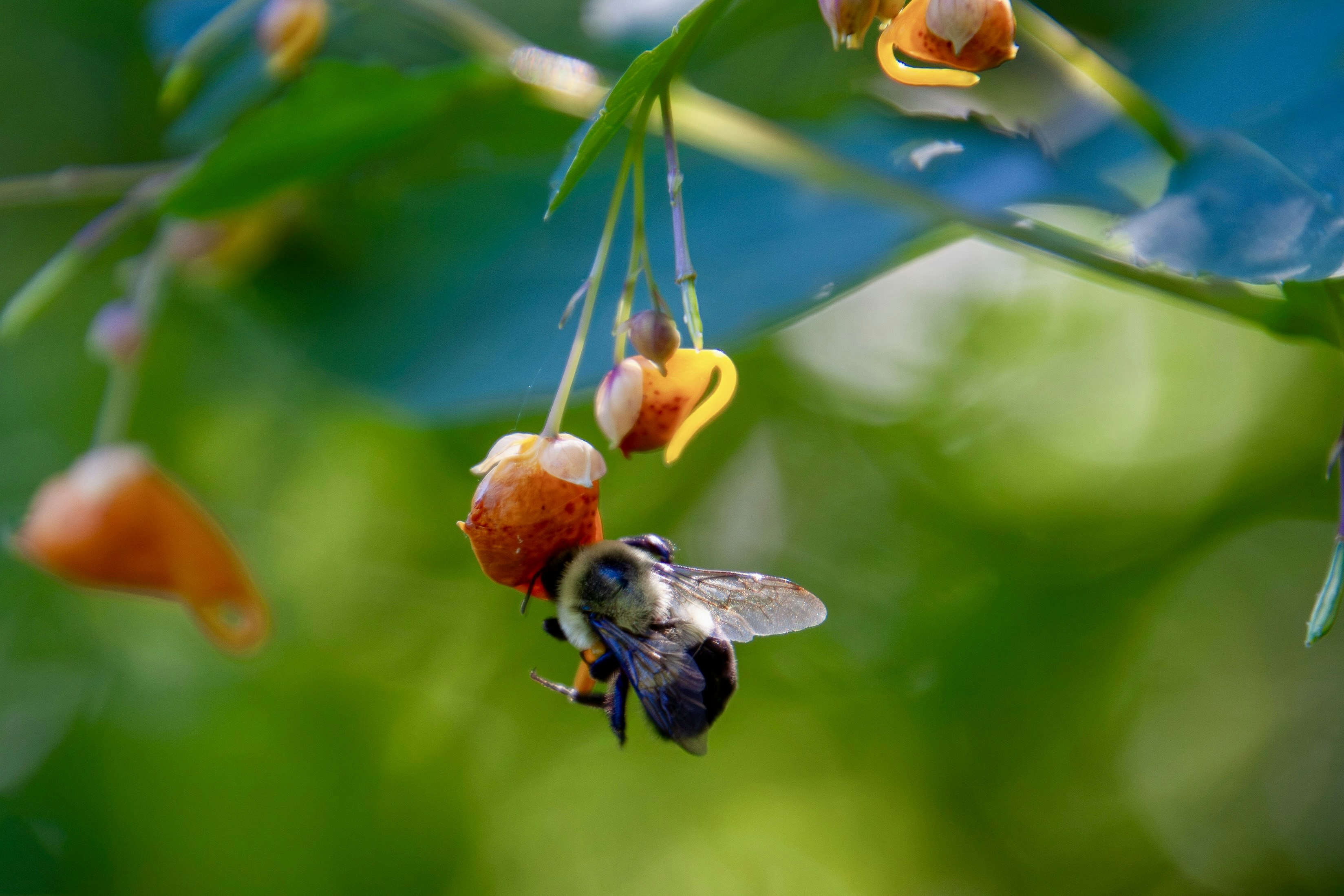 Buzzing in a Sunlit Garden: A Honeybee at the Blooming Ember