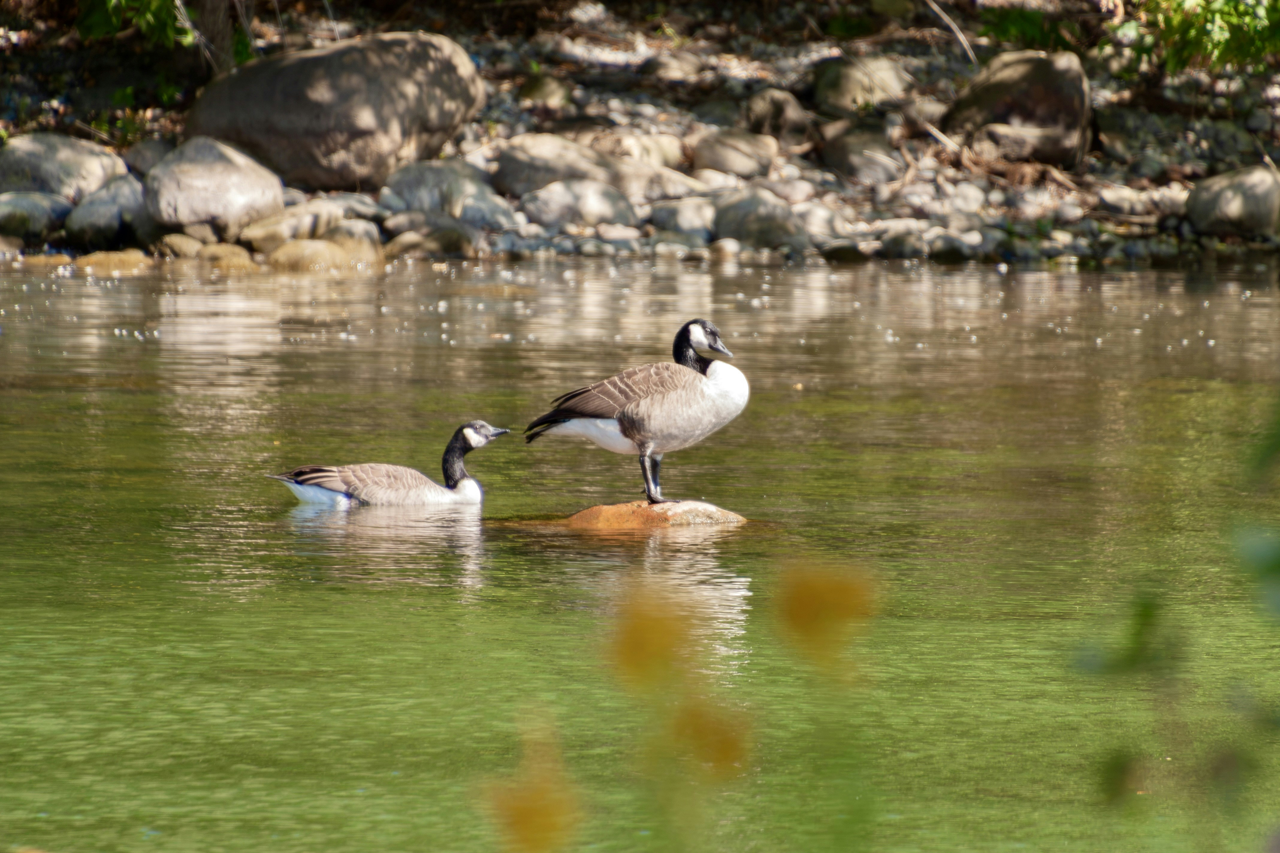 Two Greylag-like Geese Balance on a River Stone