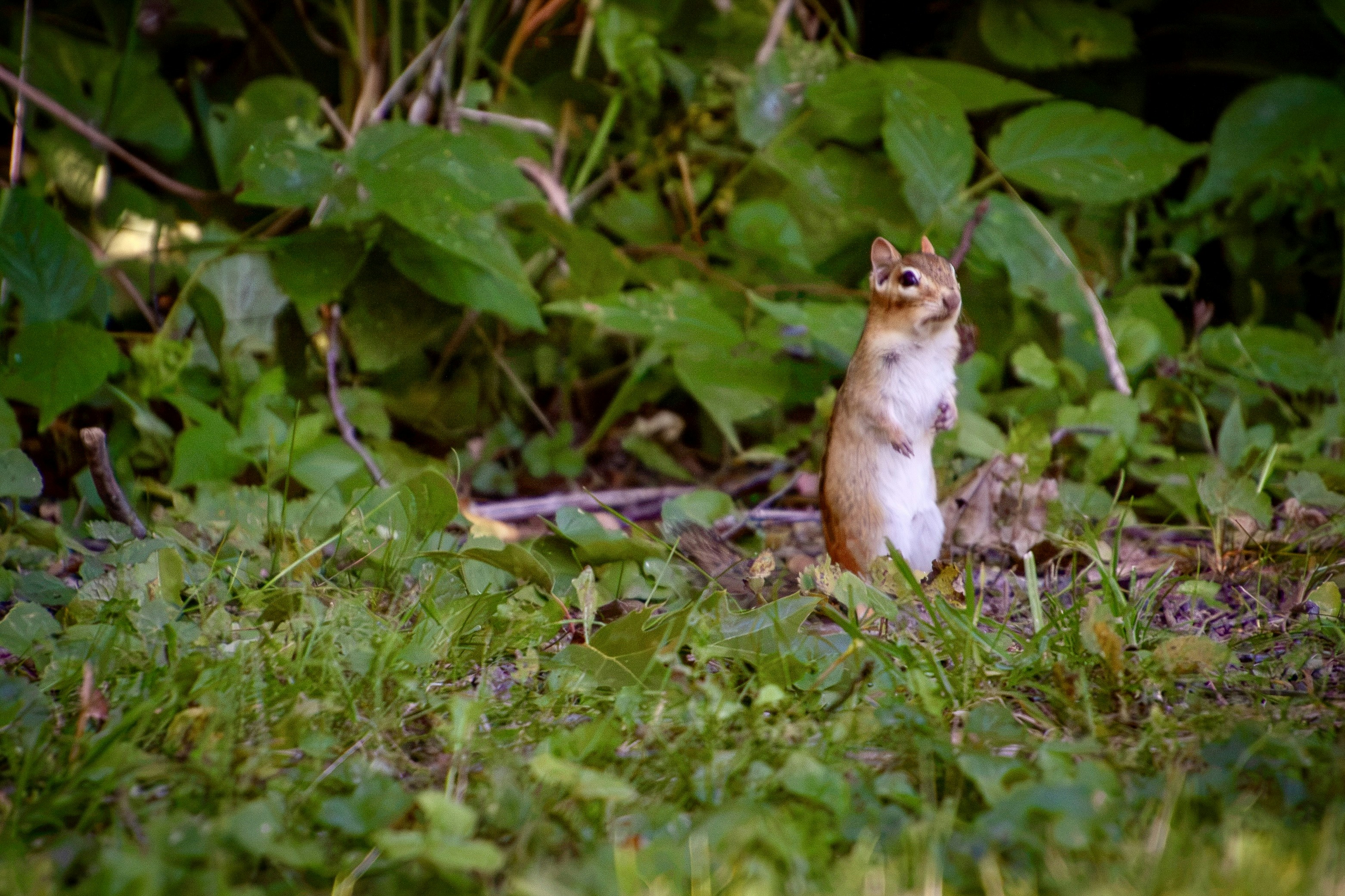 Squirrel on alert amid a green forest floor