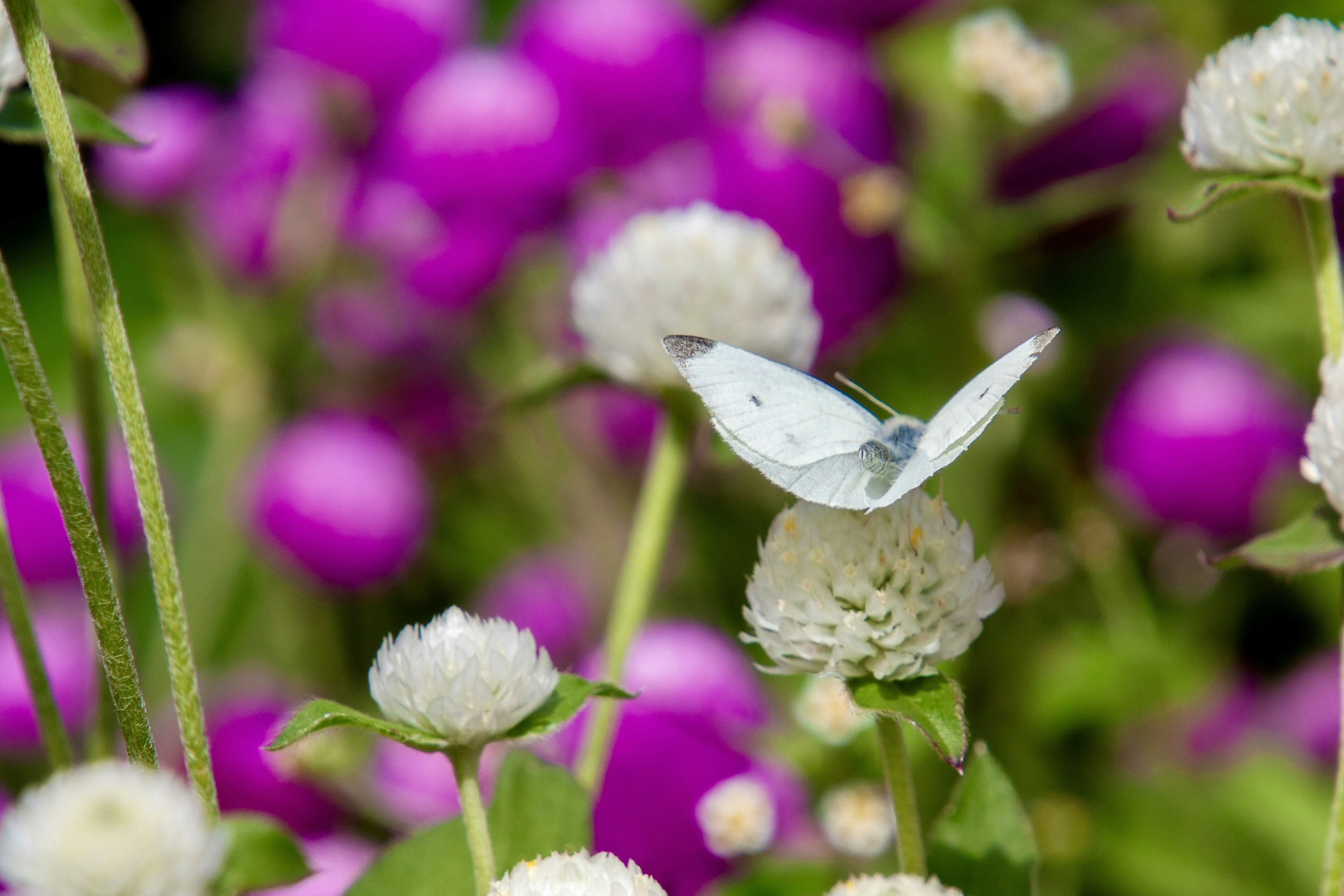 White butterfly resting on a sea of magenta blooms