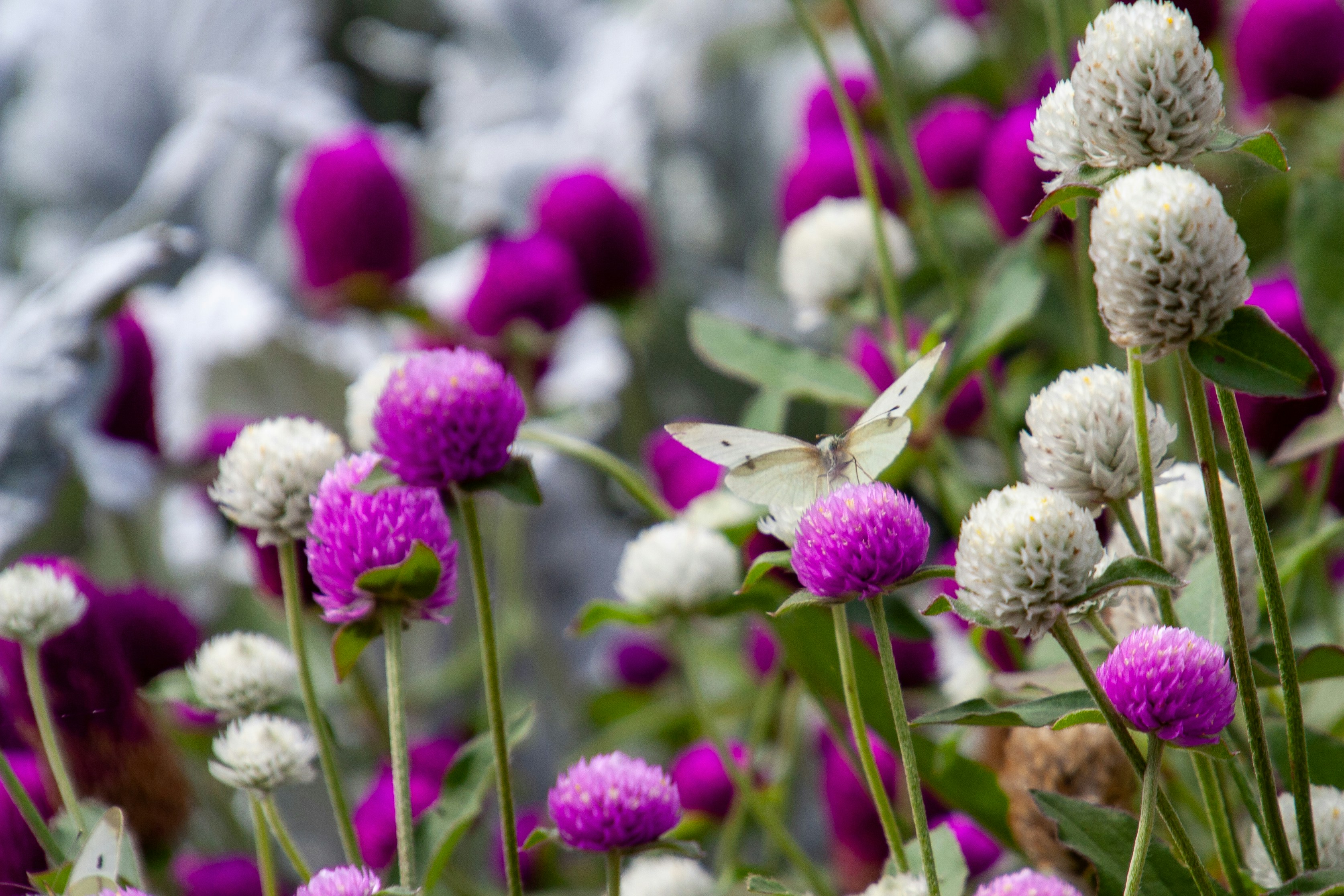 Hummingbird Among Velvet Heads: A Quiet Garden Moment