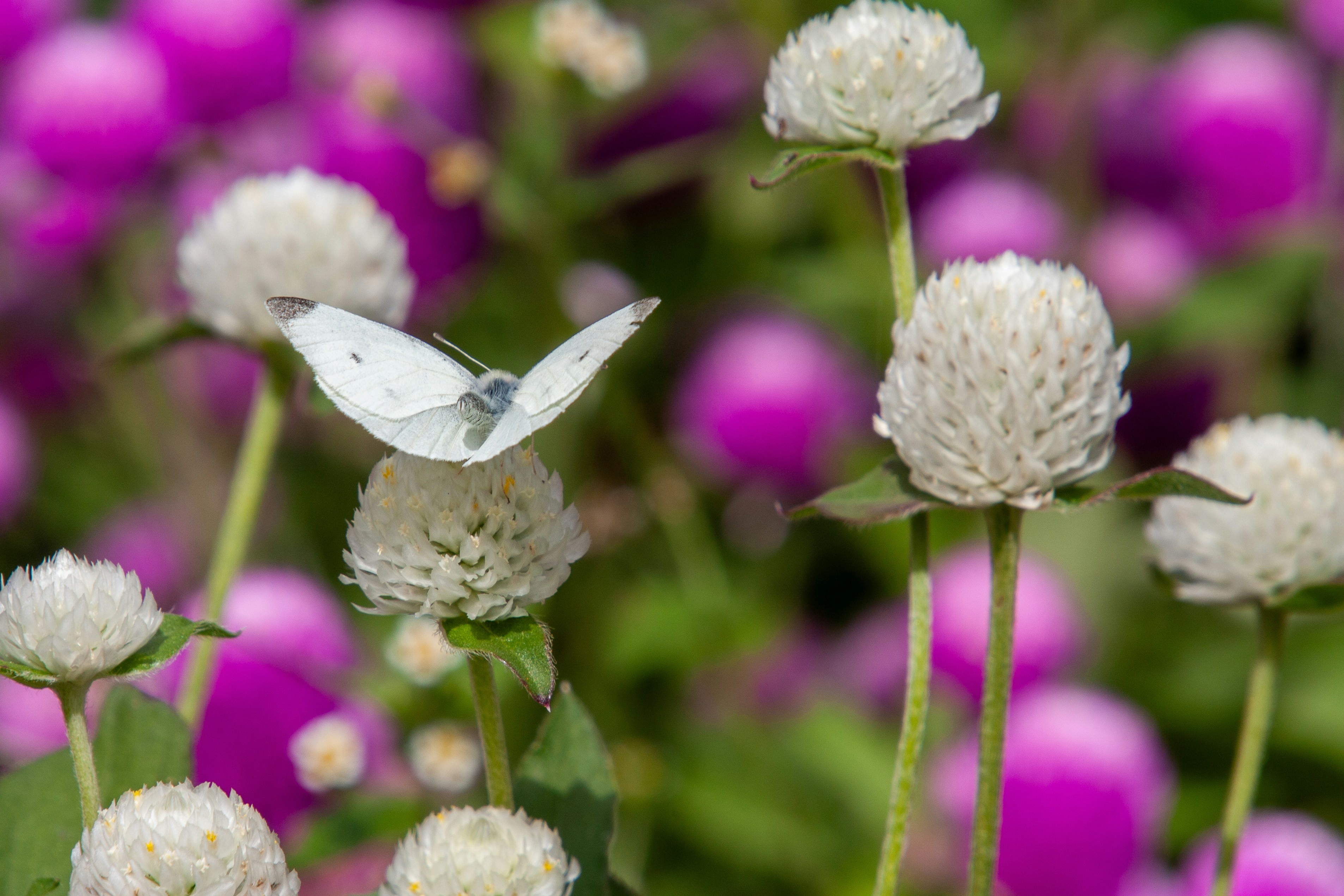 White moth on spherical blooms amid a blur of magenta and green