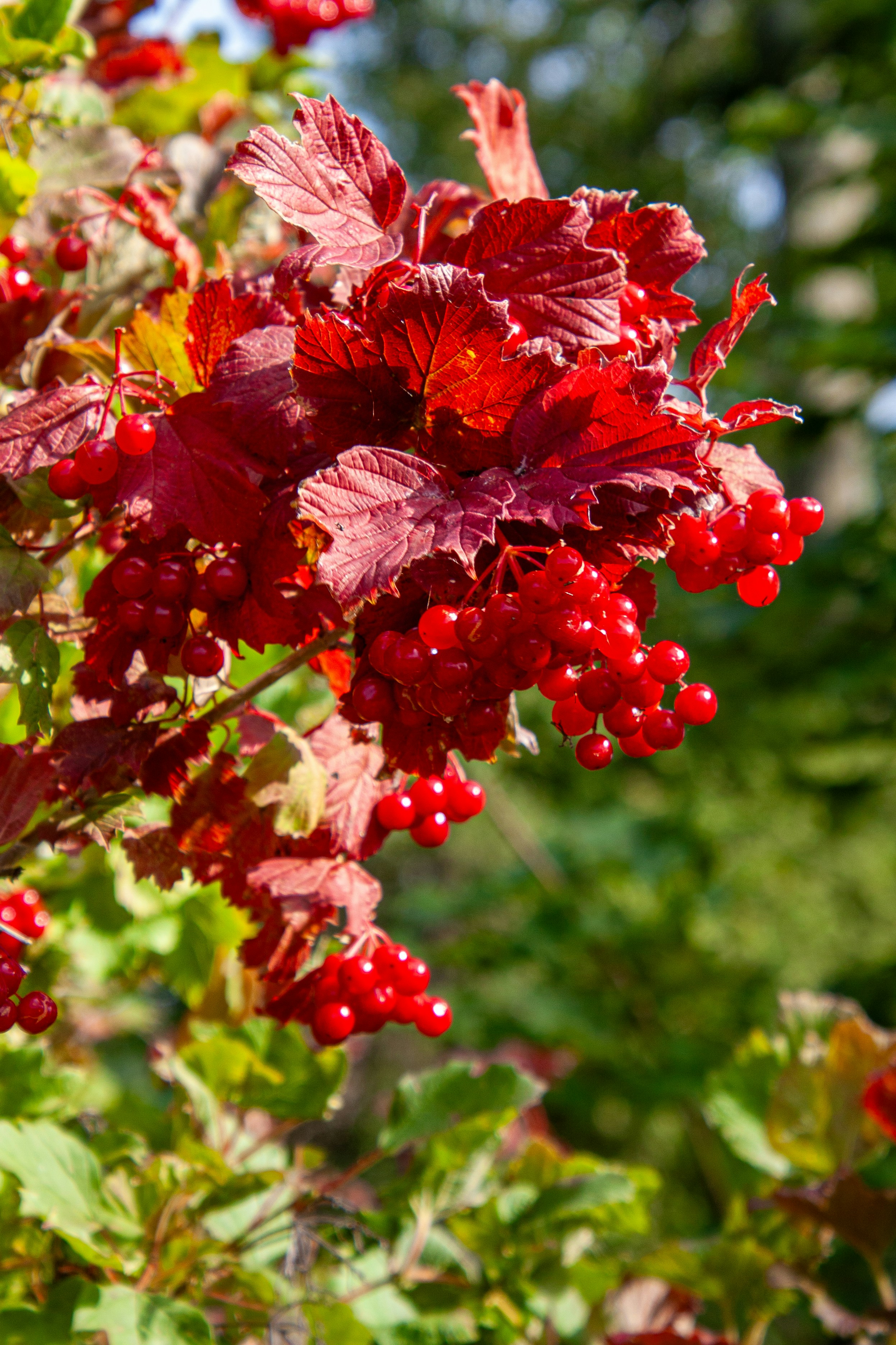 Crimson Berries in Autumn Light