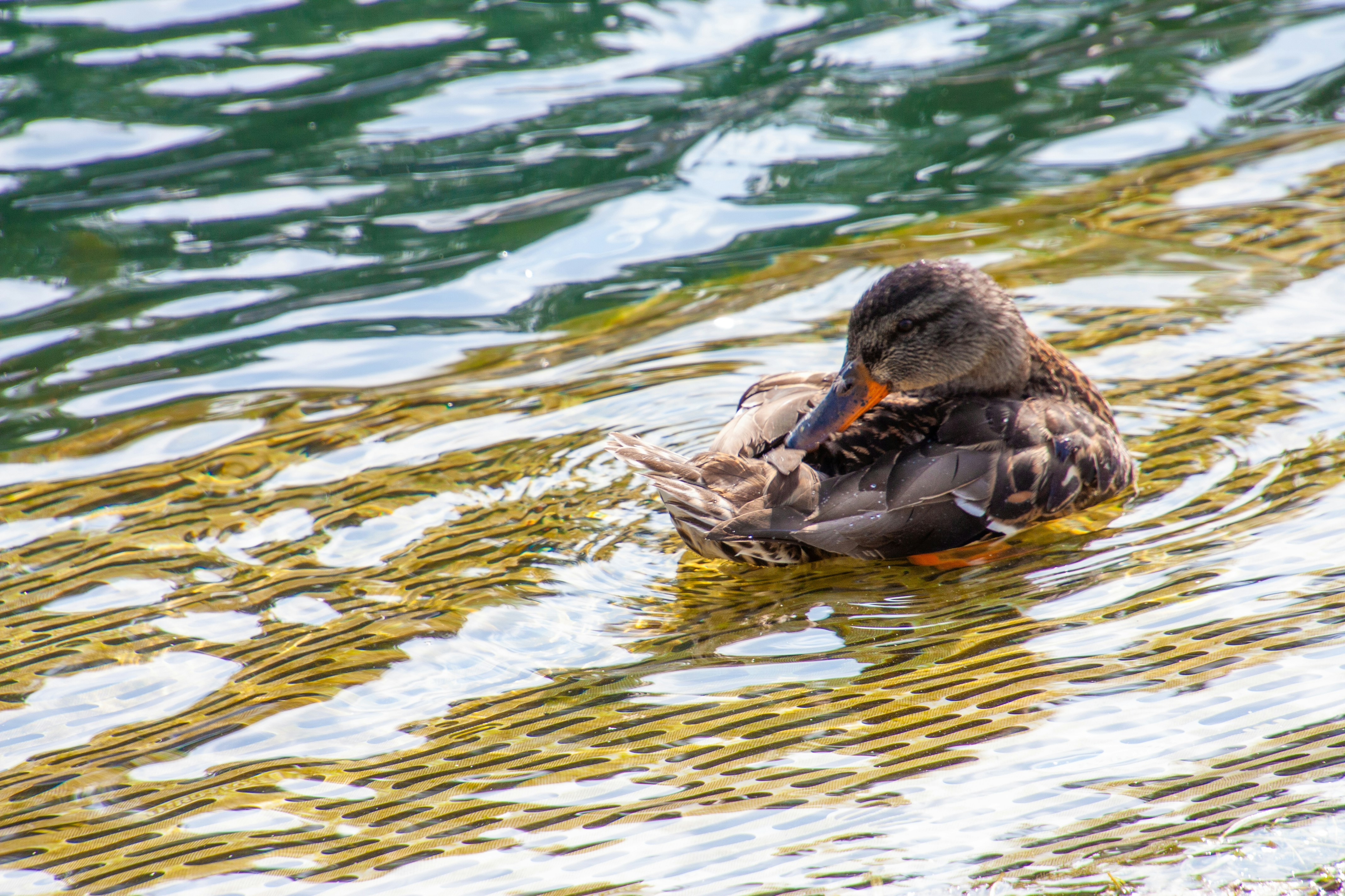 Feathered Contemplation: A Dabbling Duck in Golden Ripples