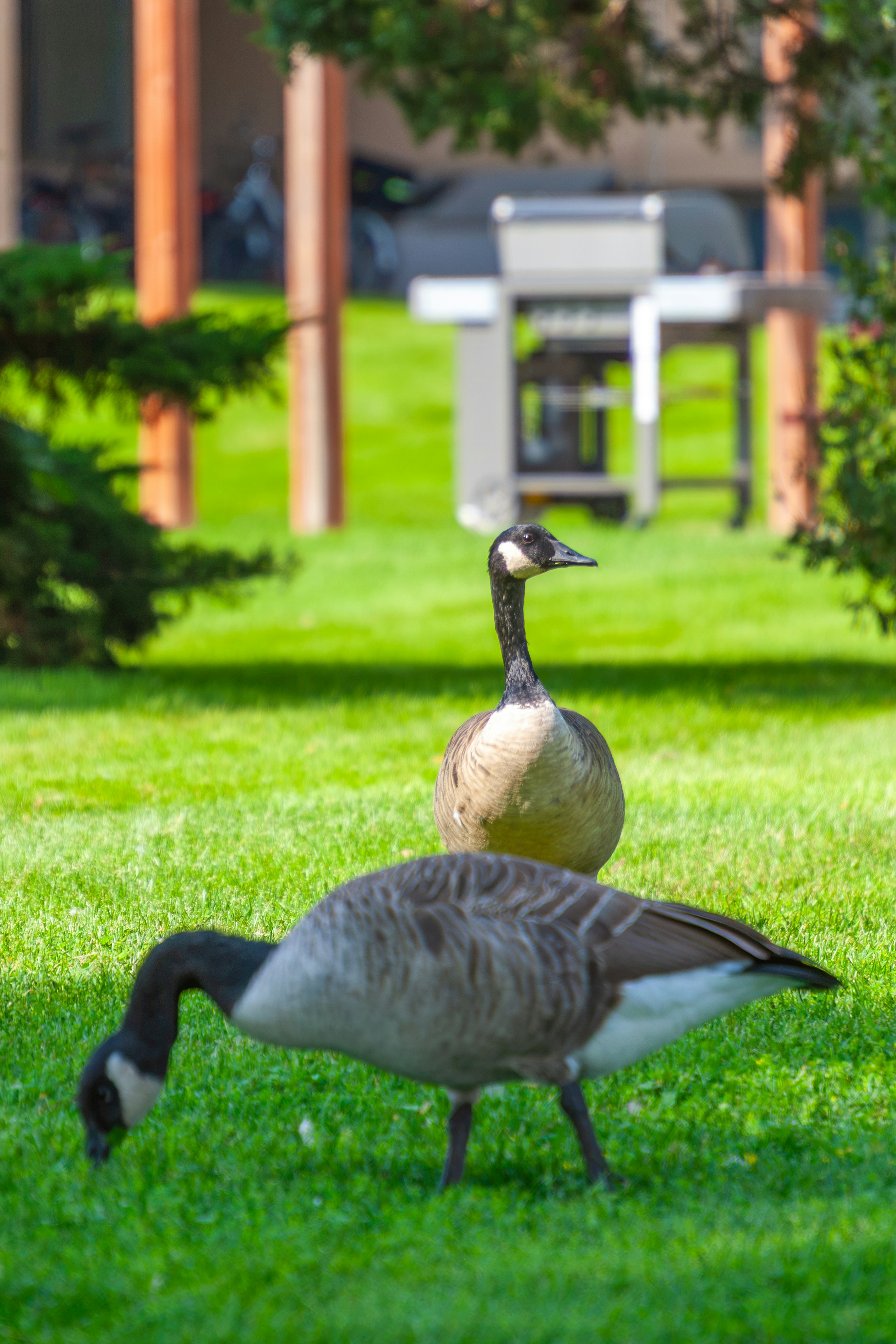 Canada goose in a sunlit park with a blurred barbecue scene in the background