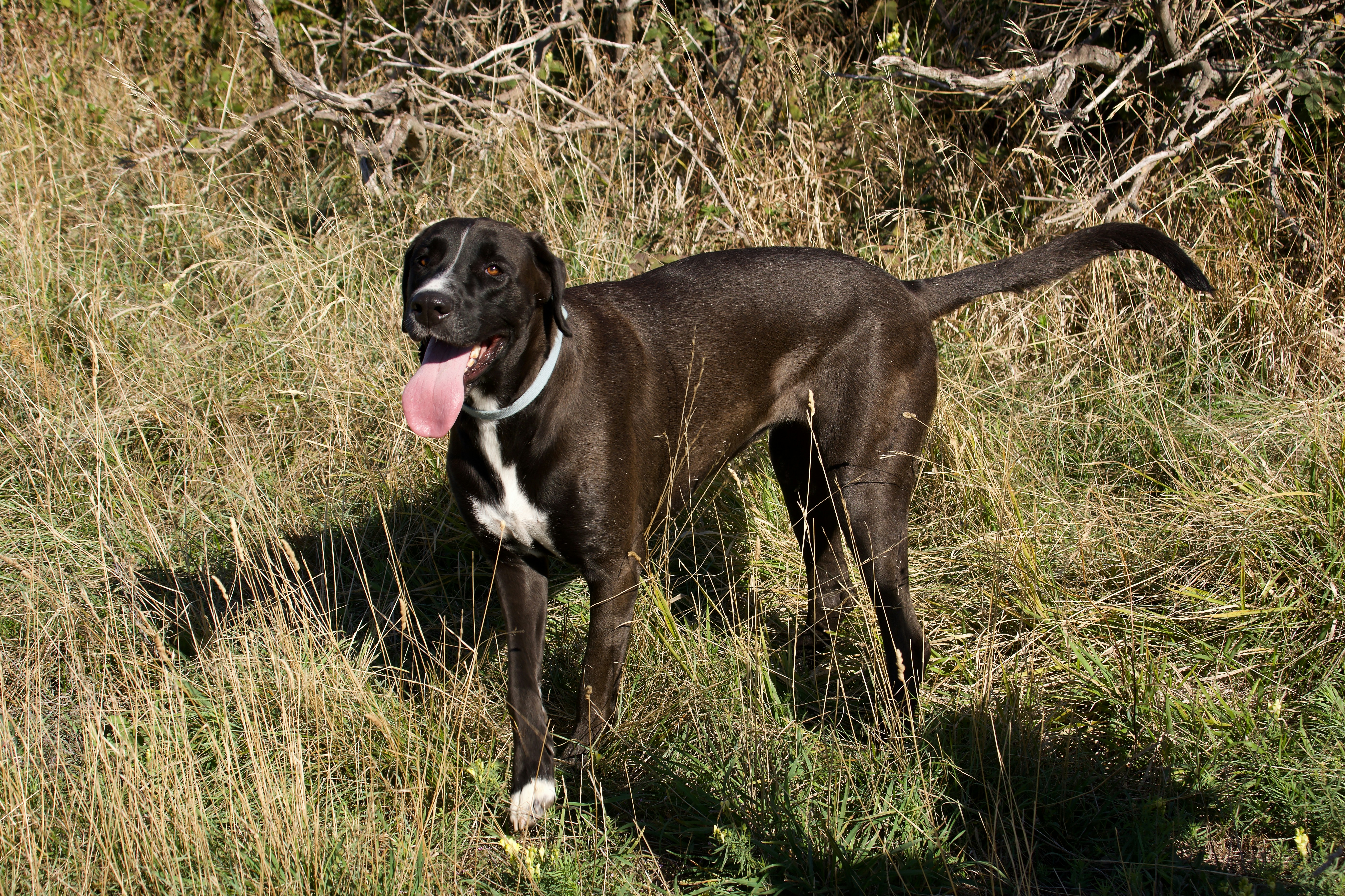 Brown dog in tall grass with tongue out in sunlit field