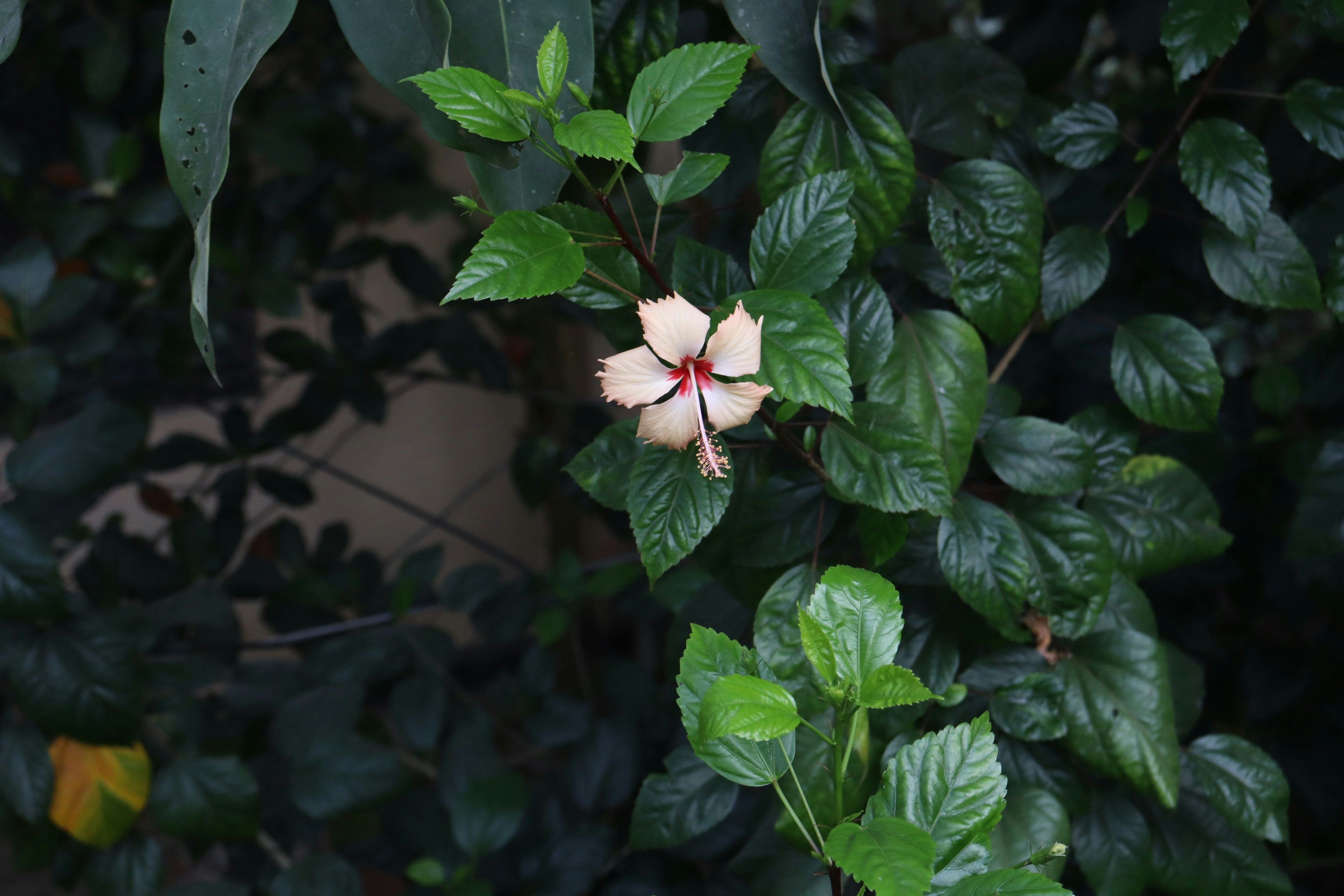 Single Hibiscus Blossom Amid Dense Green Vines