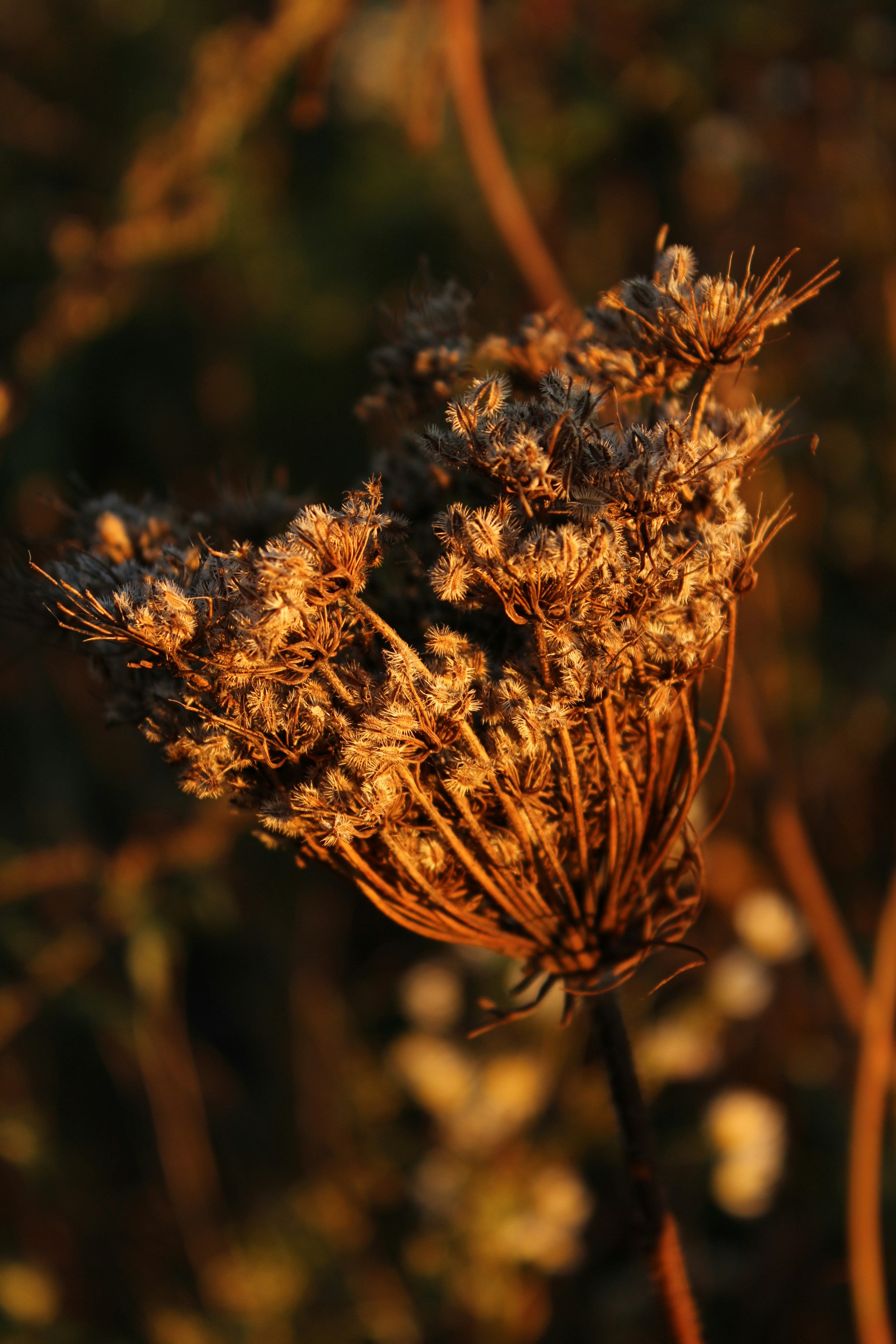 Amber Crown: Glowing Seed Head in Autumn Light