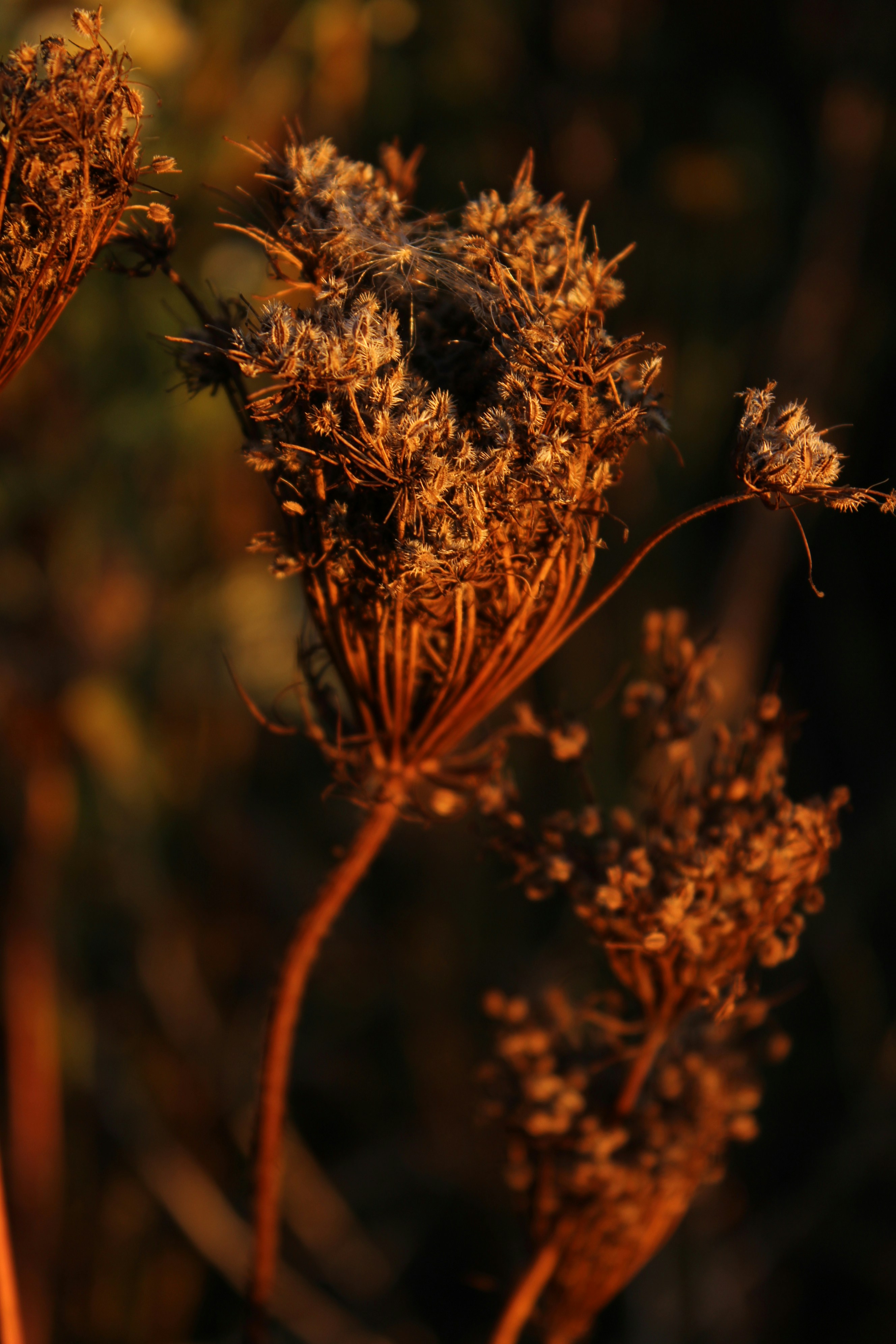 Backlit Flame: A Closer Look at Golden Seed Heads in Dusk