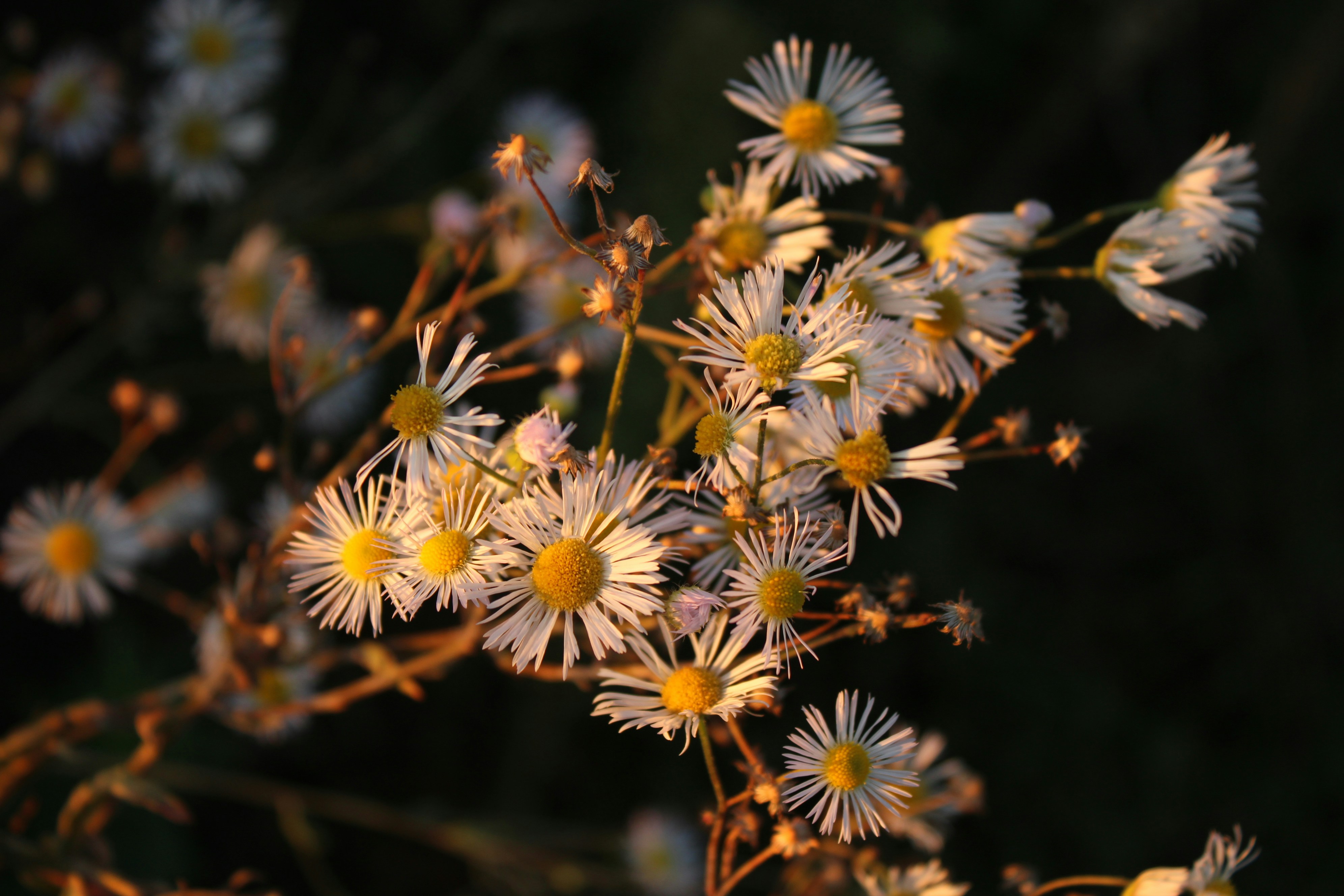 Sunlit daisies thread a golden line through a dark background