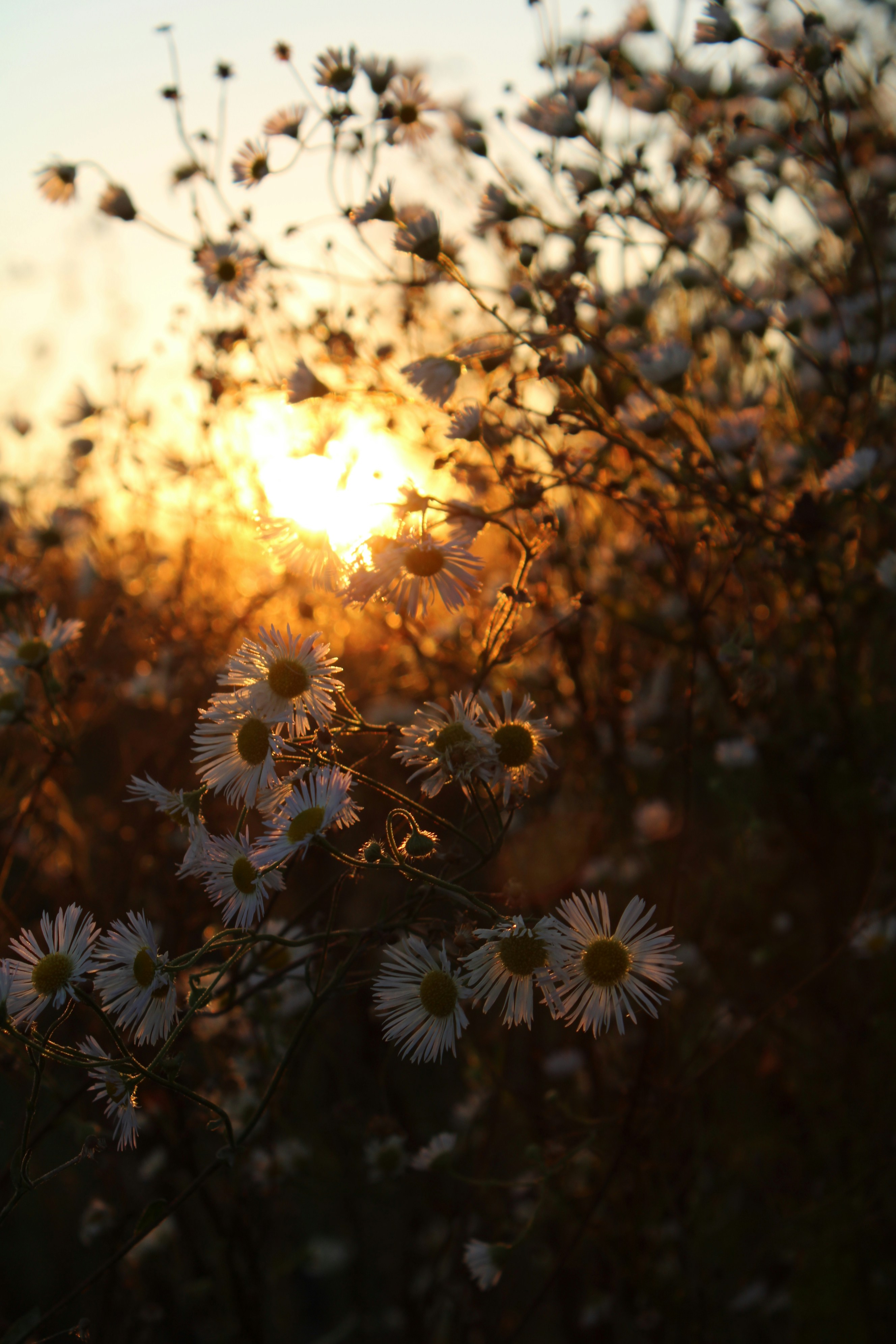 Sunlit Daisies in a Golden Hour Field