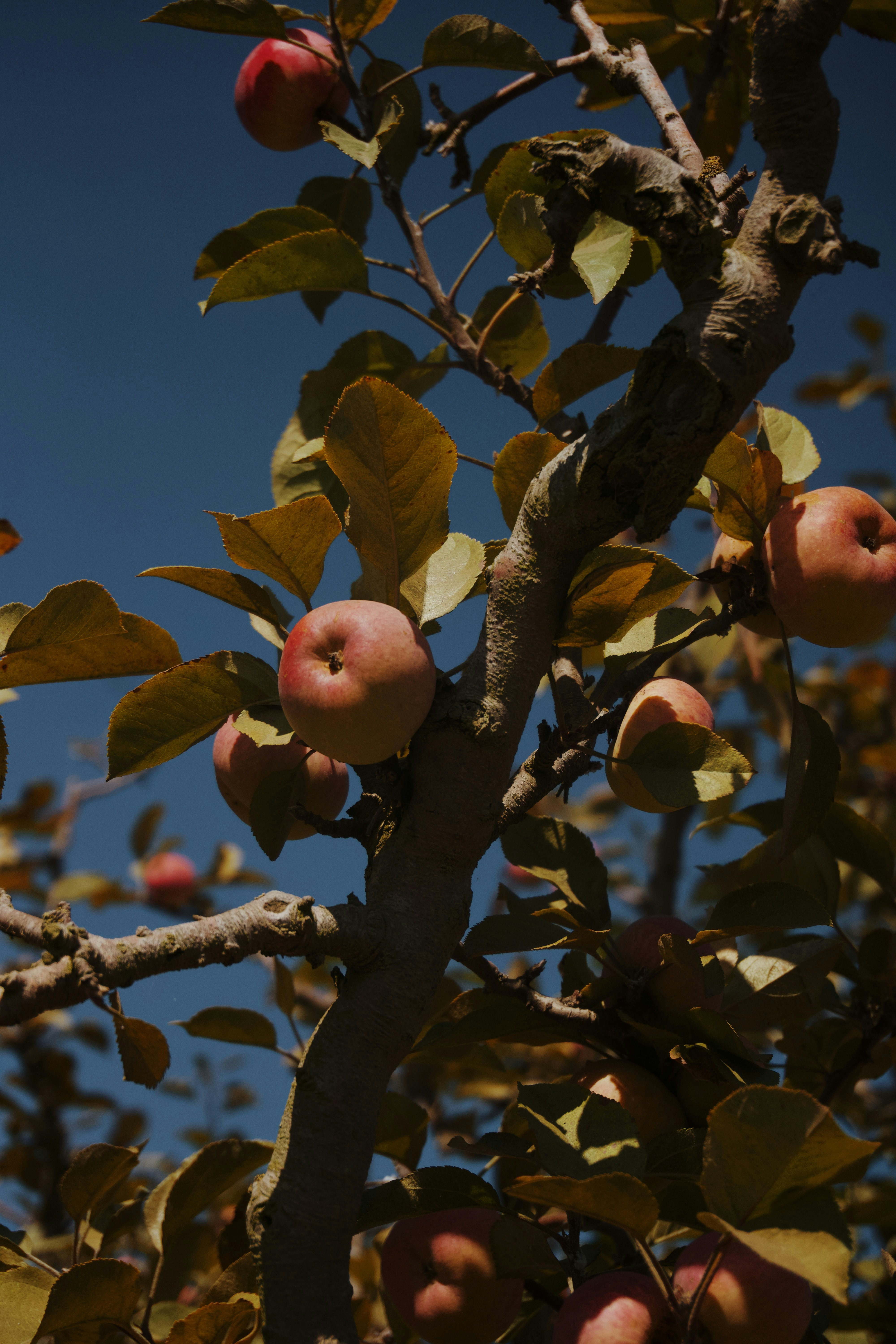Apple Orchard in Blue Light