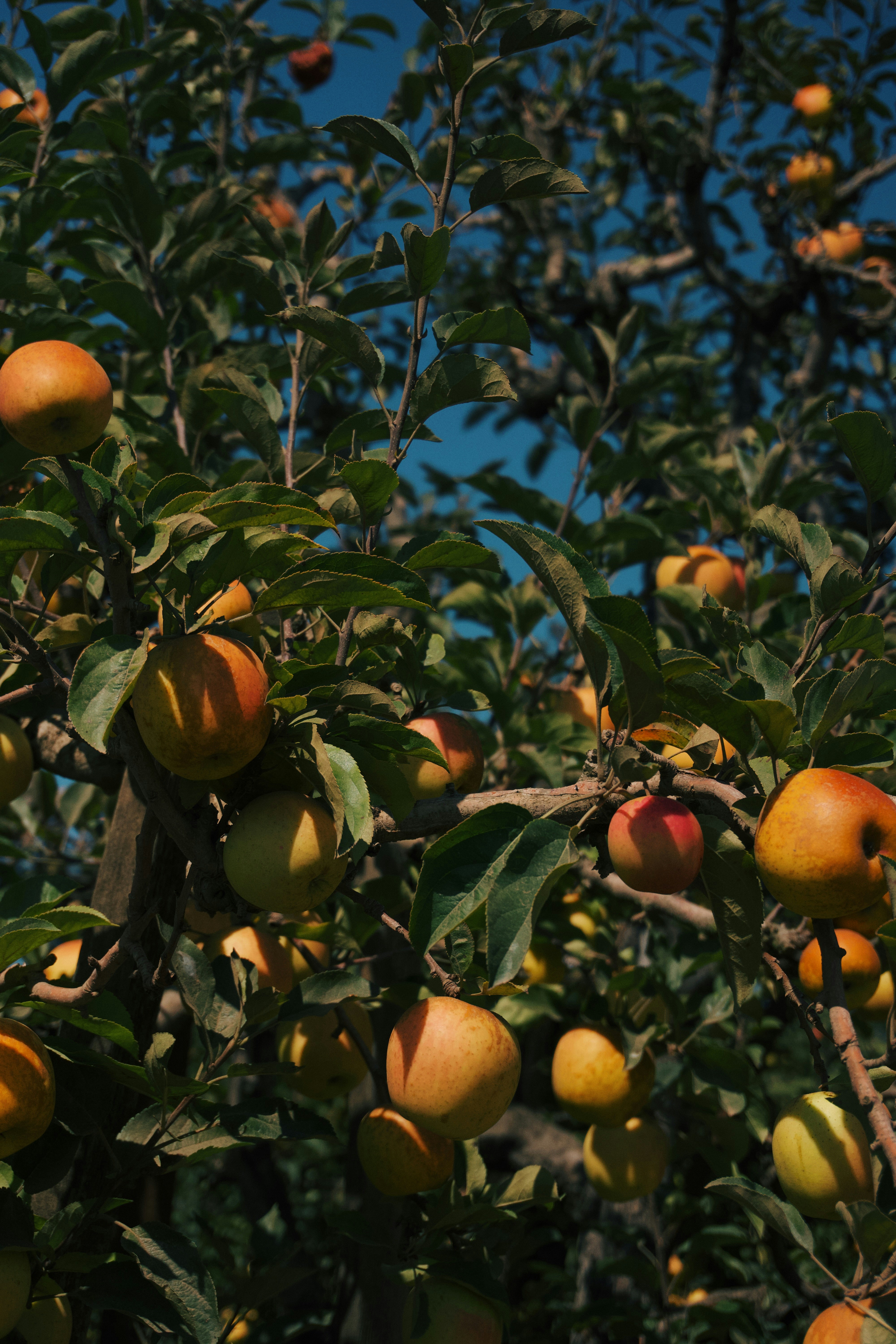 Sun-Kissed Orchard: A Burst of Autumn Orbs in Shadowed Foliage