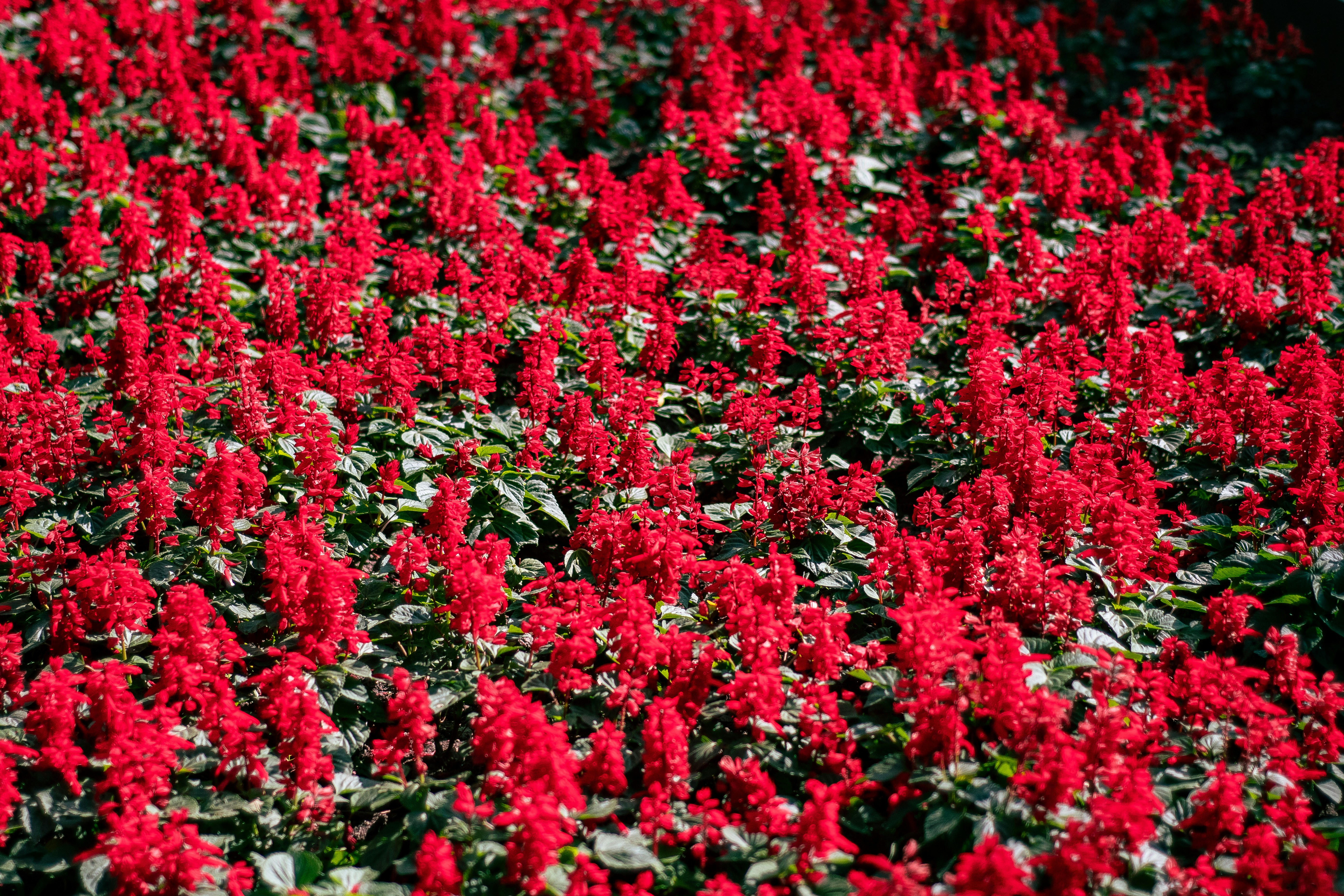Crimson Blooms: A Sea of Red Spikes Rising in a Leafy Field