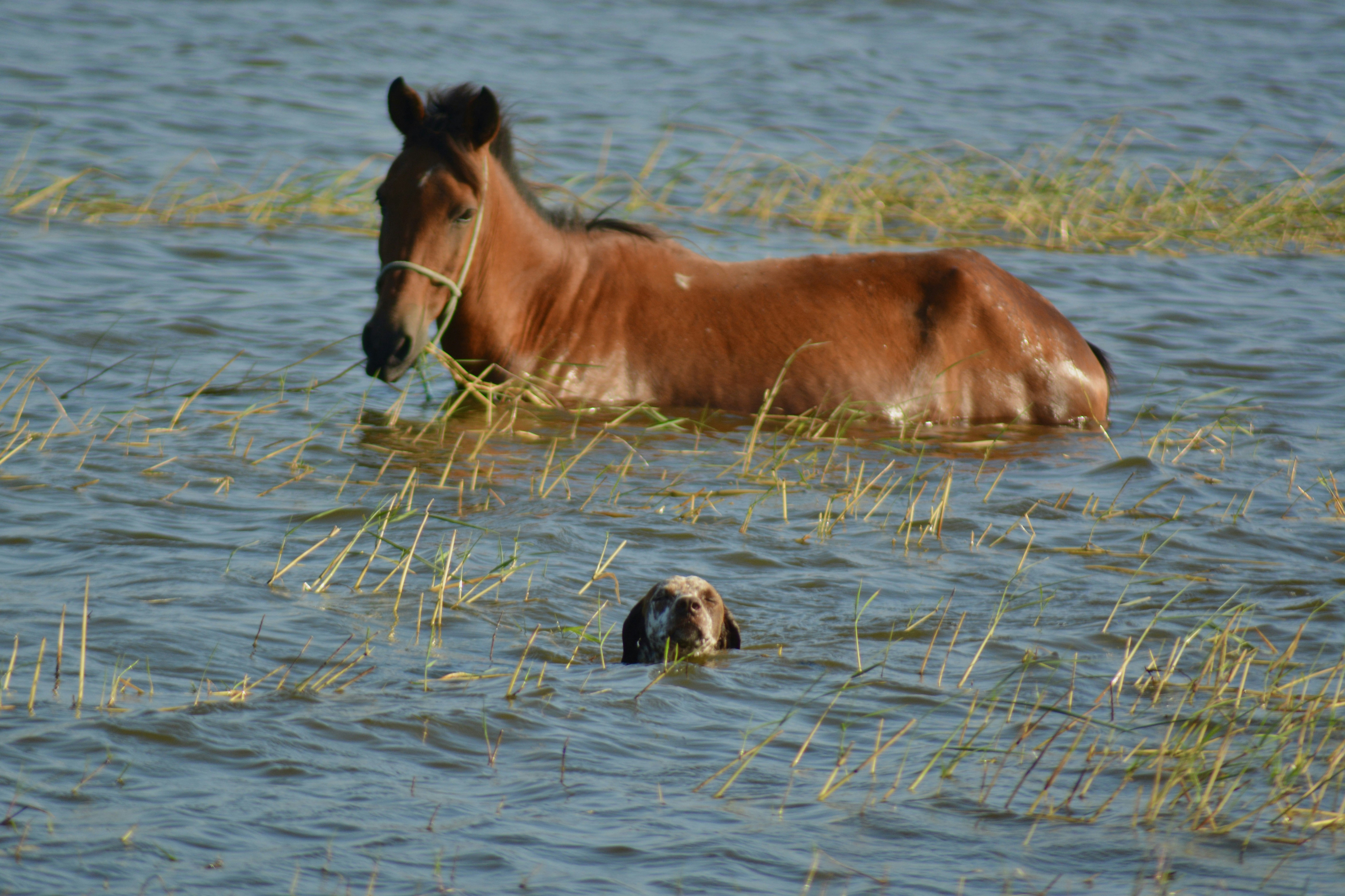 Bay Mare Browses the Reeds: Quiet Patrol in a Meadowed Marsh
