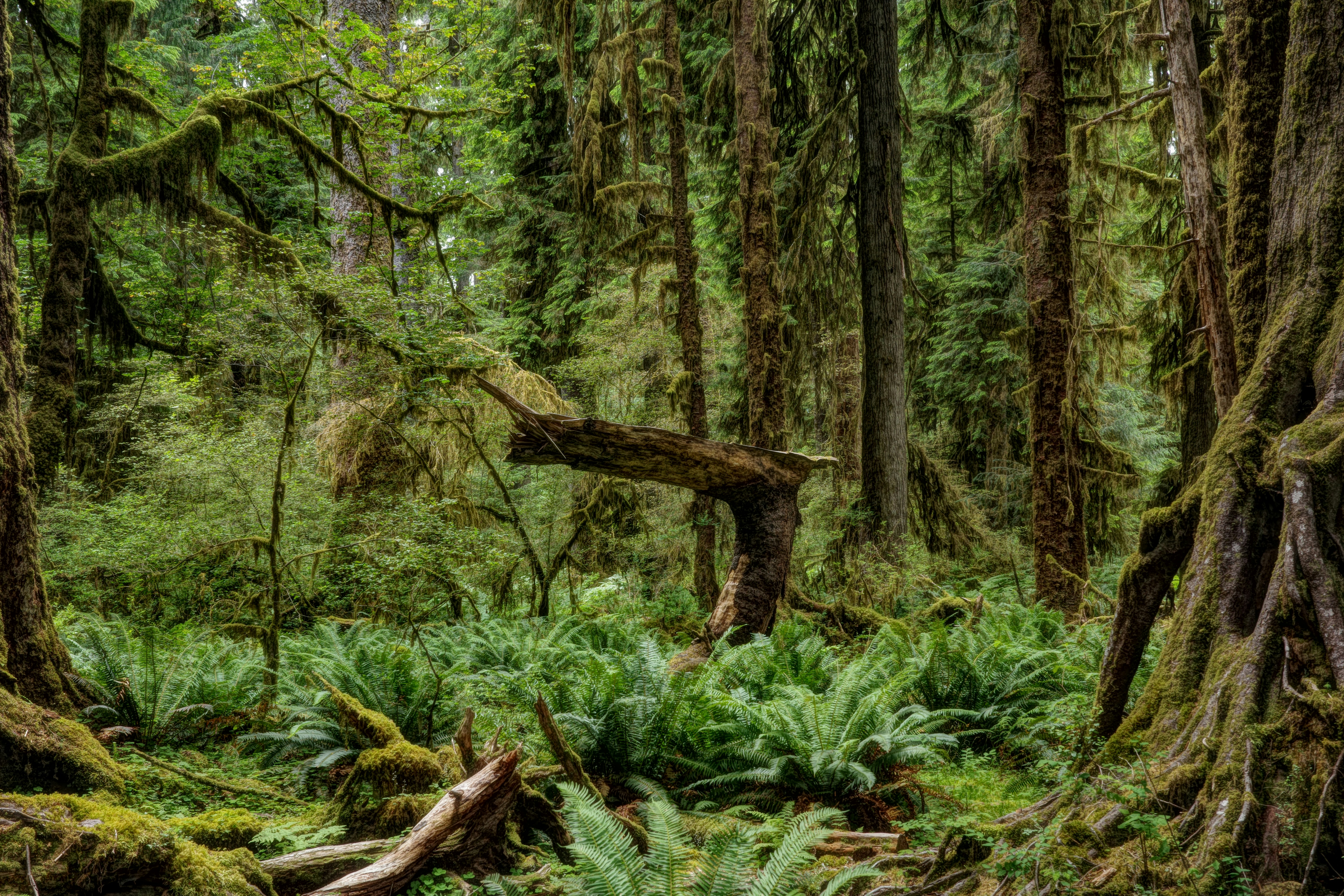 Mossy Trunk Panorama: A Quiet Emerald Forest Floor